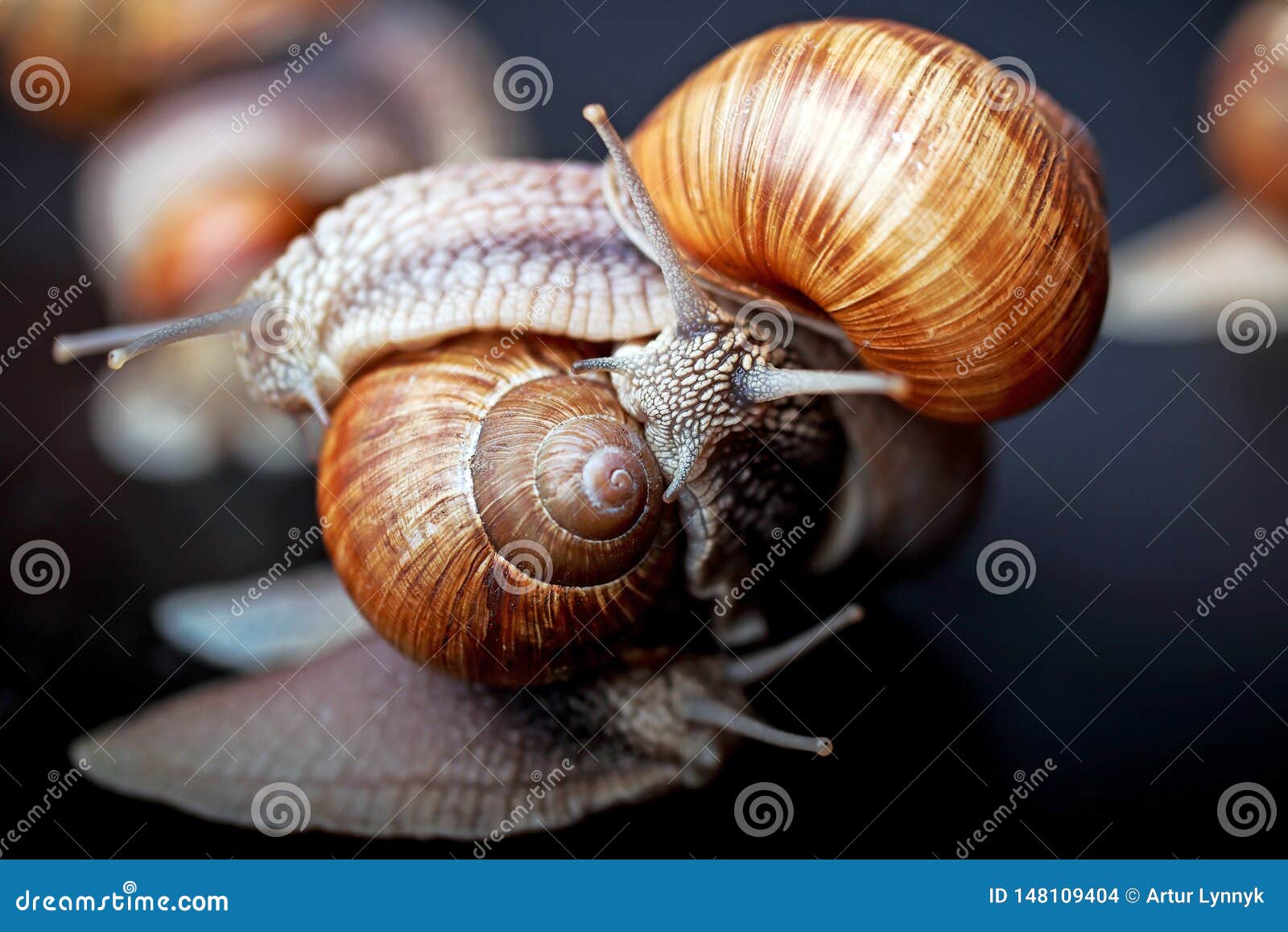 Snails Crawling One on One in the Studio Stock Photo - Image of green ...