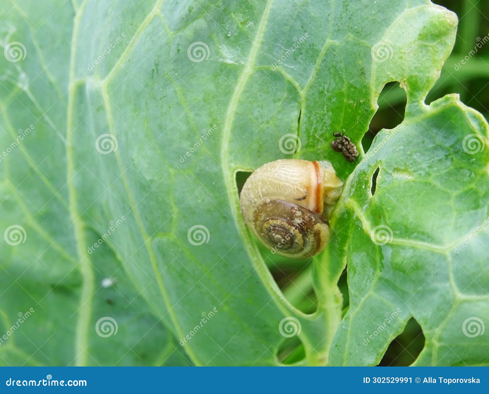 Snails Destroy the Cabbage Crop in the Field, Plant Pests Stock Image ...