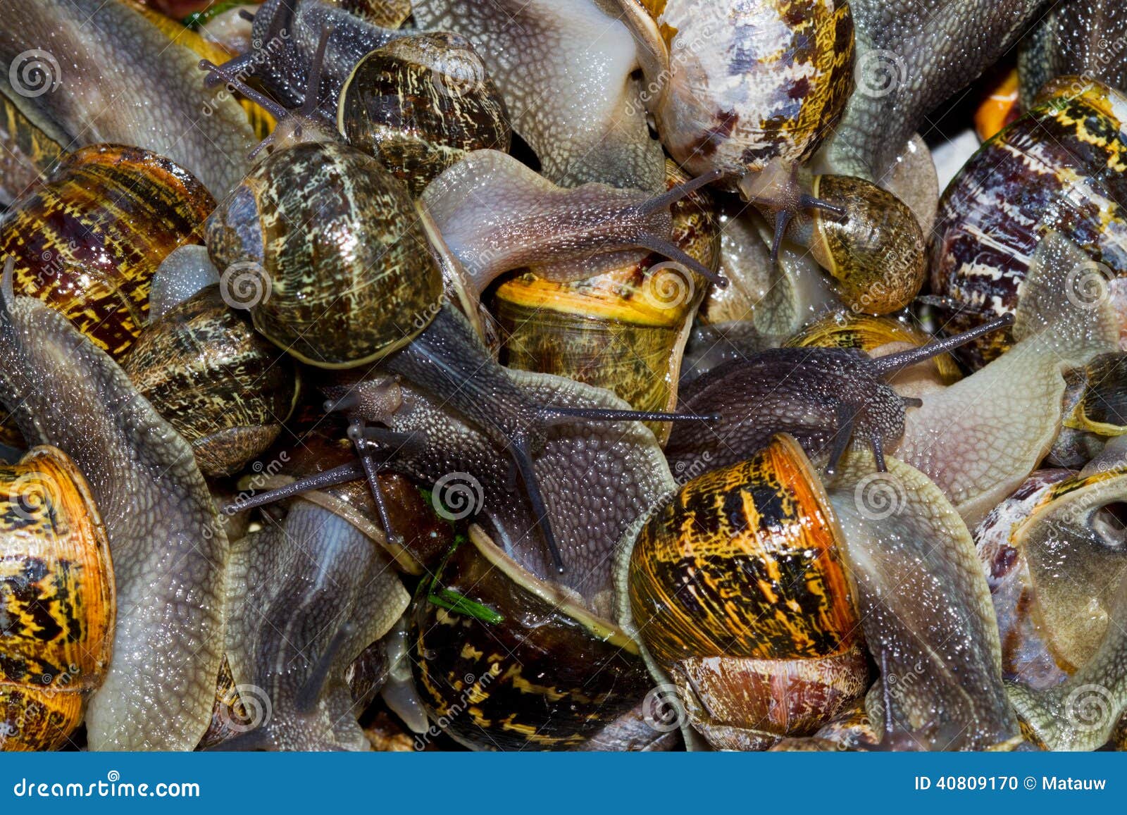 Snails stock photo. Image of dozens, slimy, lots, snails - 40809170