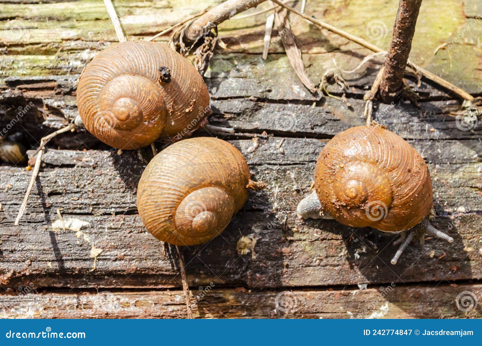 Snails on Dried Rotting Log Stock Image - Image of creep, gastropod ...
