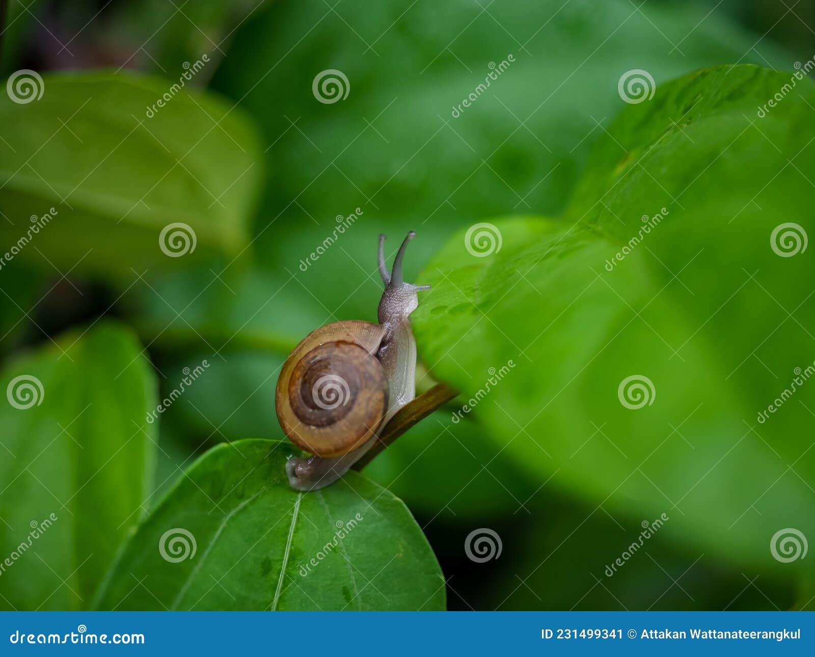 Snails eating leaves stock image. Image of eating, beetle - 231499341