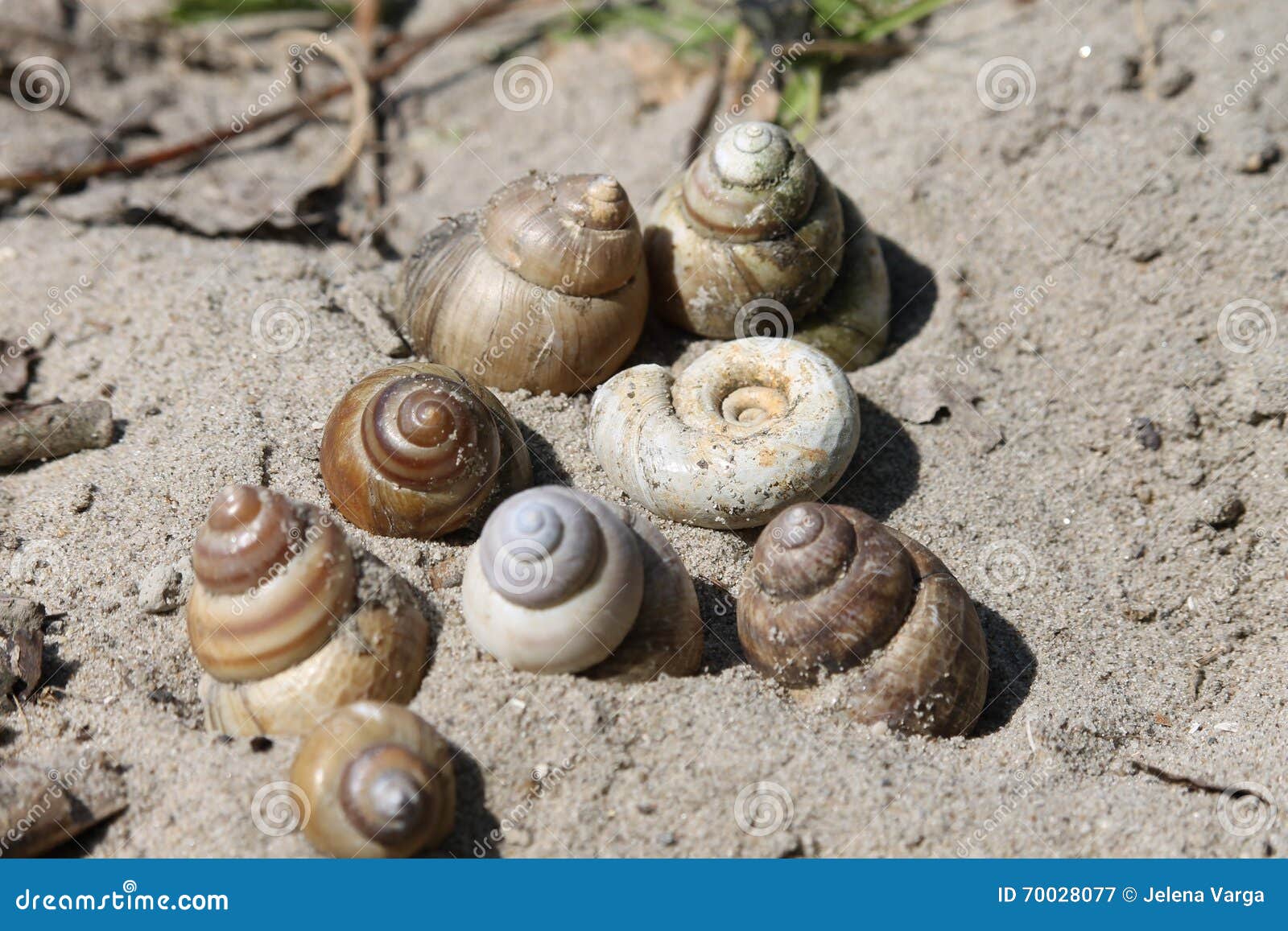 Snails stock image. Image of life, tropical, beach, animal - 70028077