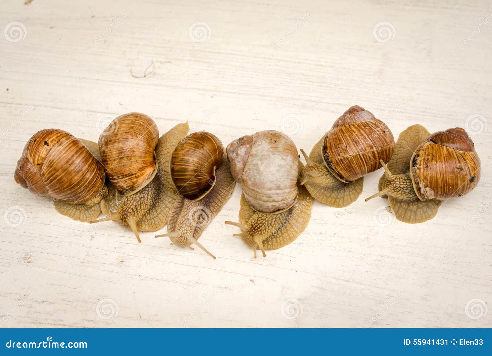 Snails stock image. Image of natural, garden, gastropod - 55941431