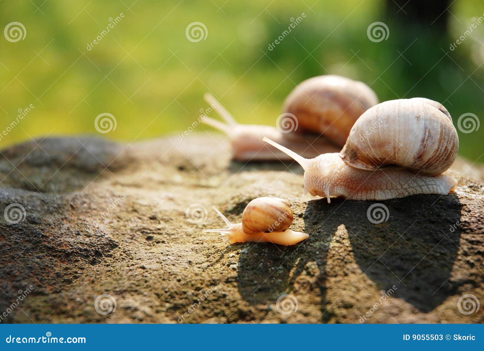Snails Family On A Tree Royalty-Free Stock Image | CartoonDealer.com ...