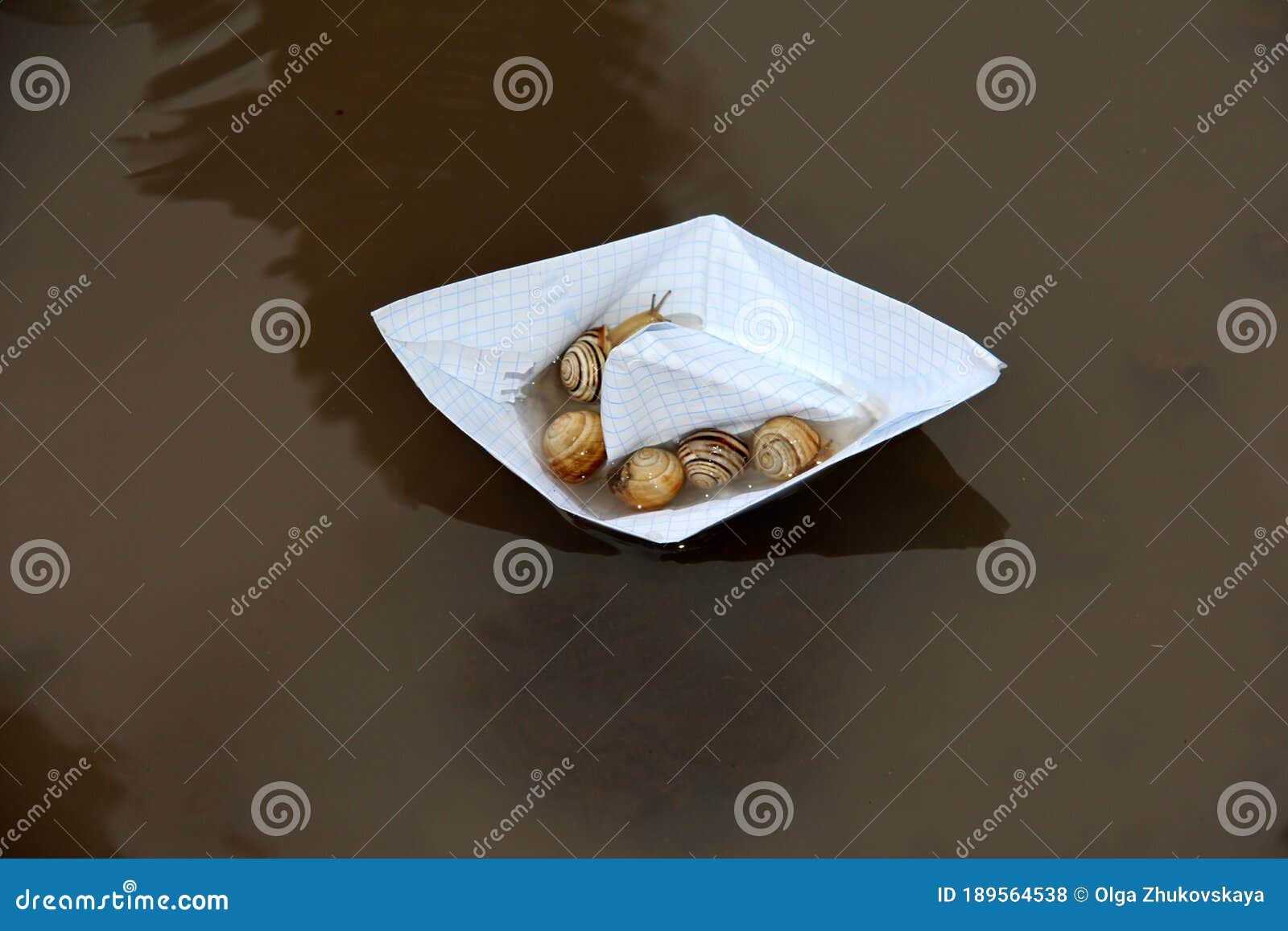 Snails are Floating in a Paper Boat. a Boat in a Puddle Stock Photo ...