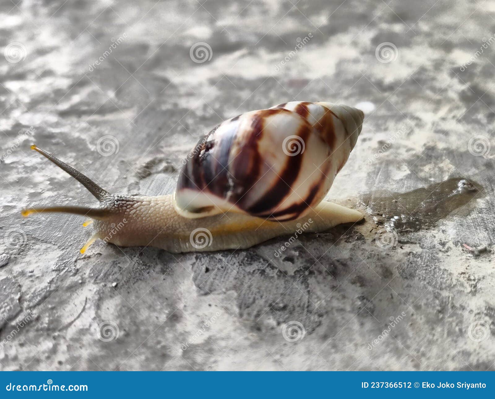 Snails on the Floor of the House Stock Photo - Image of snails, produce ...