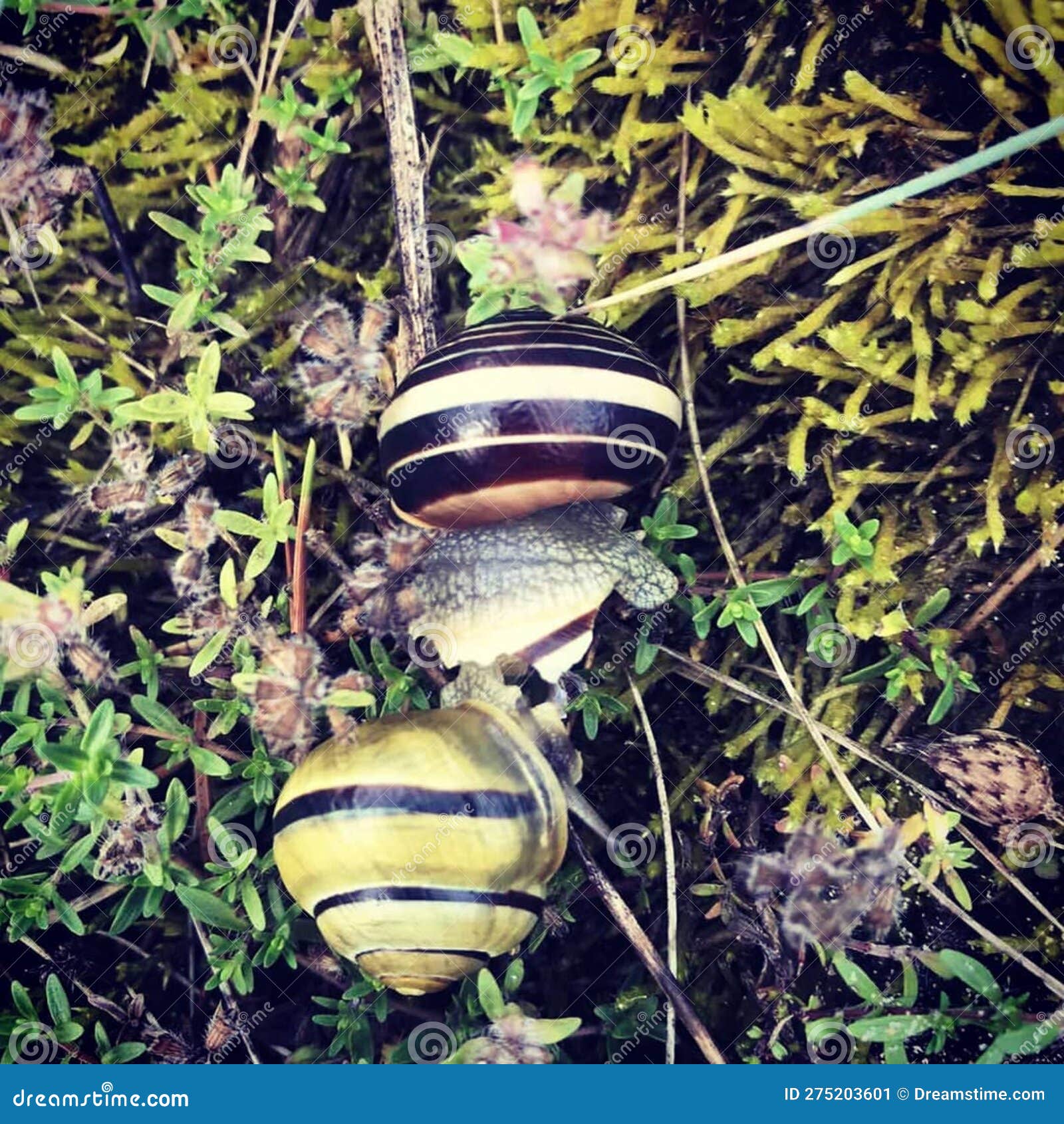 Snails in the forest stock image. Image of snail, snails - 275203601