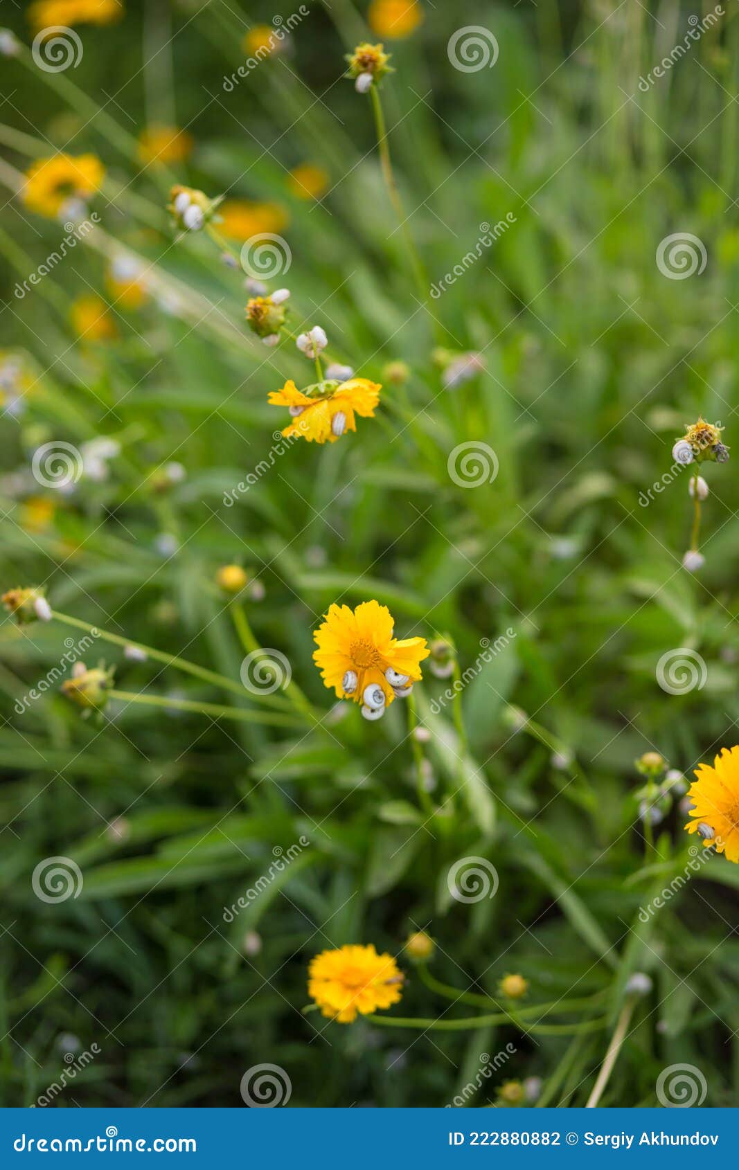 Snails in a Garden. Damage Made of Snails and Slugs Stock Photo - Image ...