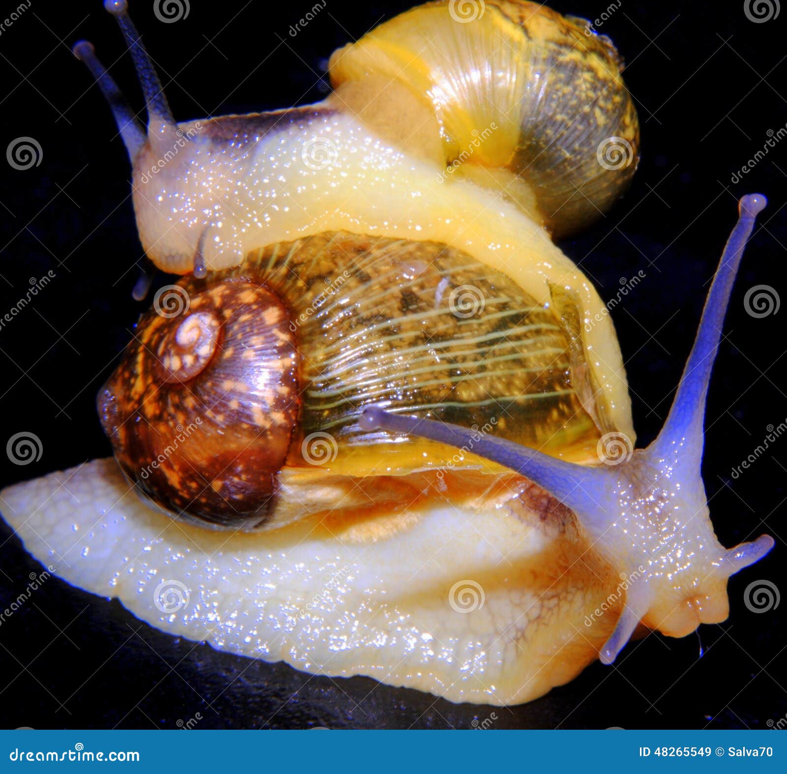Snails stock image. Image of pets, life, gastropods, antennas - 48265549