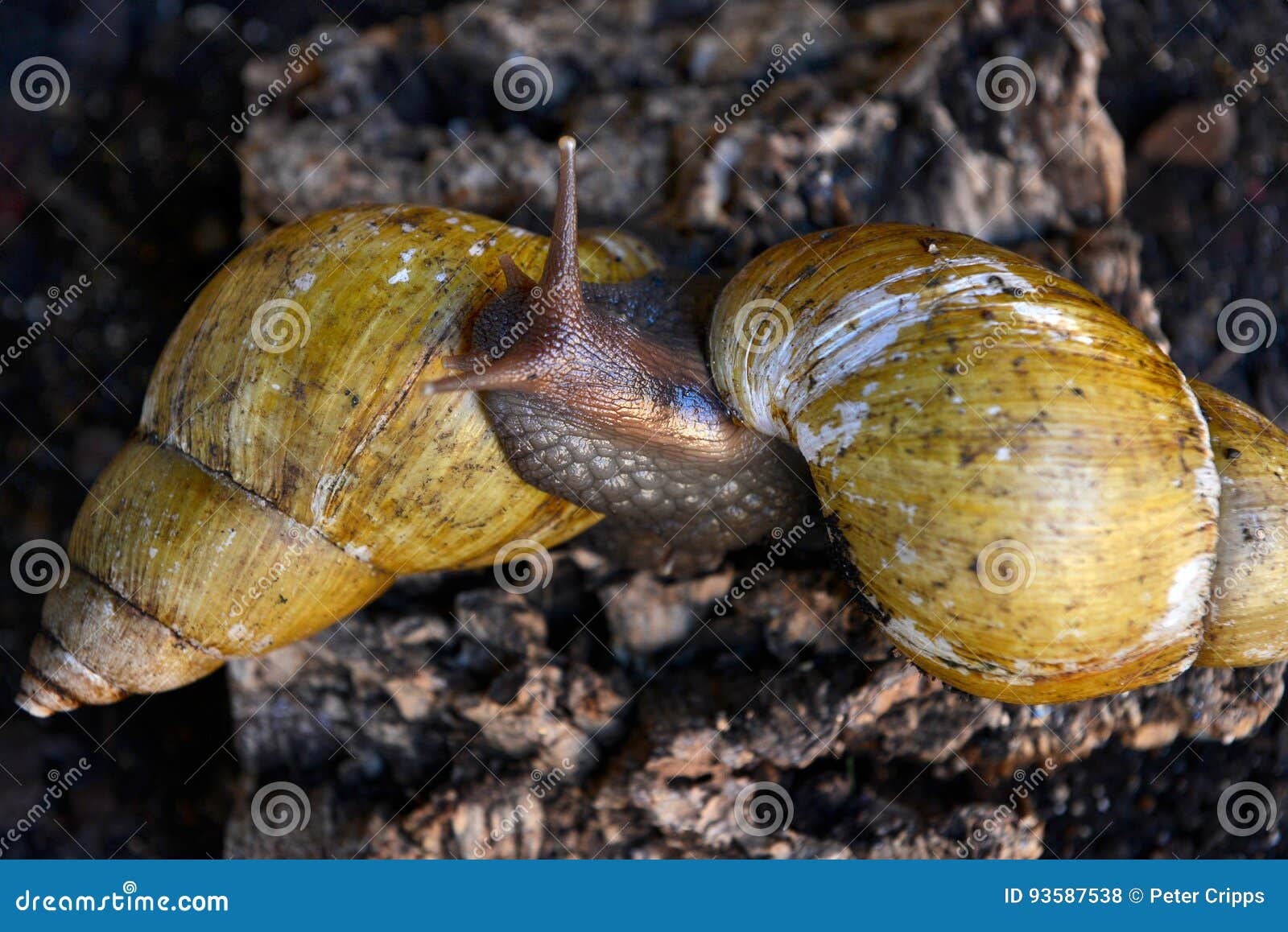 Snails stock photo. Image of fulica, snails, achatina - 93587538