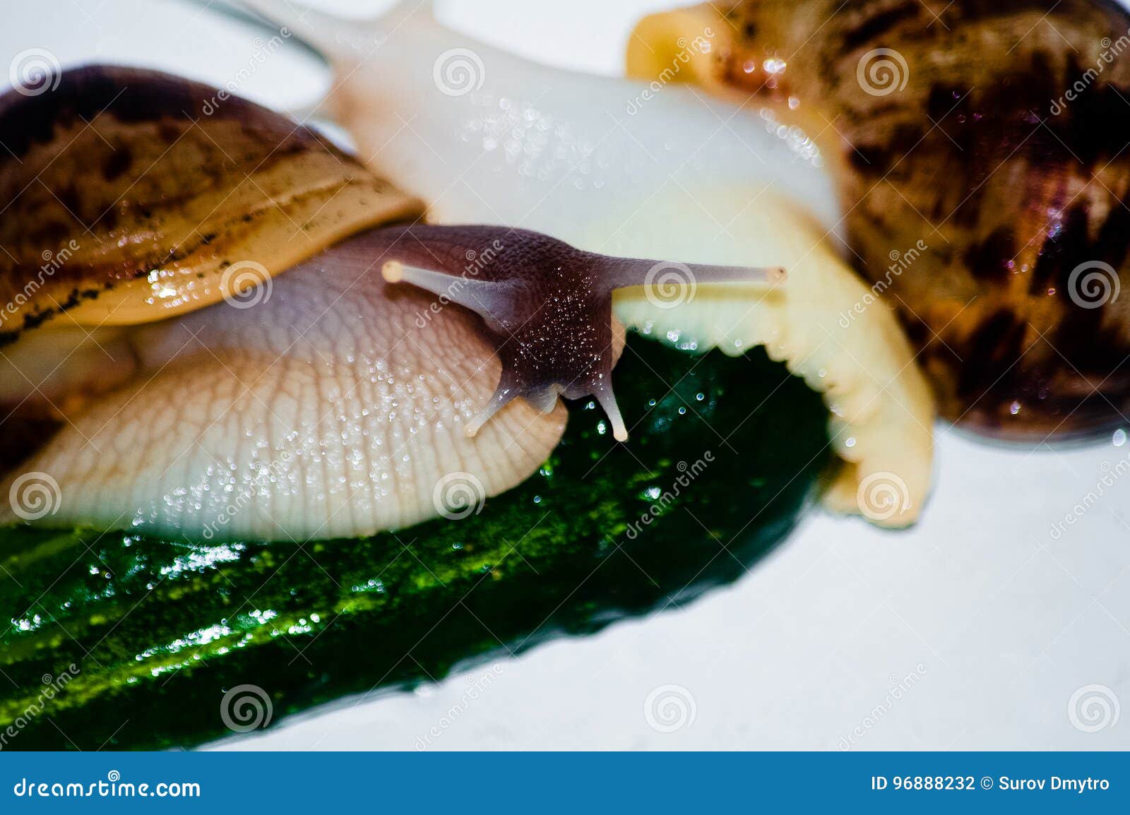 Snails with Green Cucumber Isolated Stock Photo - Image of dinner, rake ...
