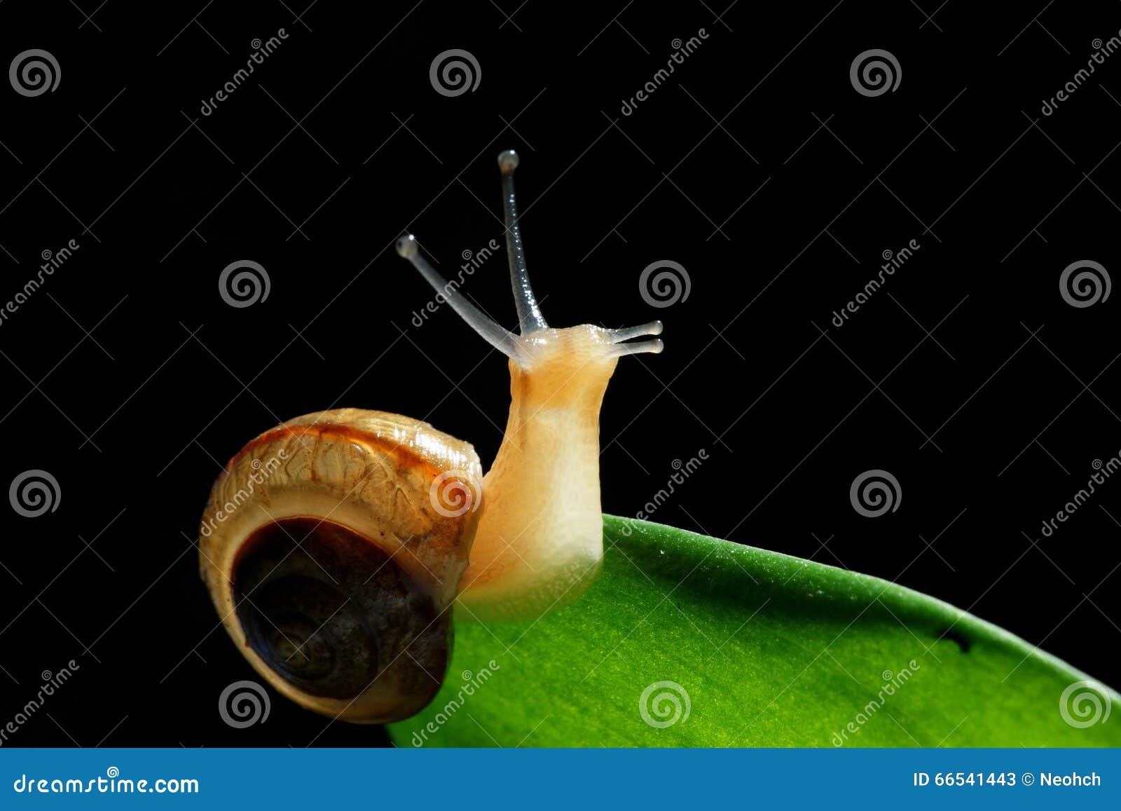 Snails stock image. Image of woods, shell, garden, transparent - 66541443