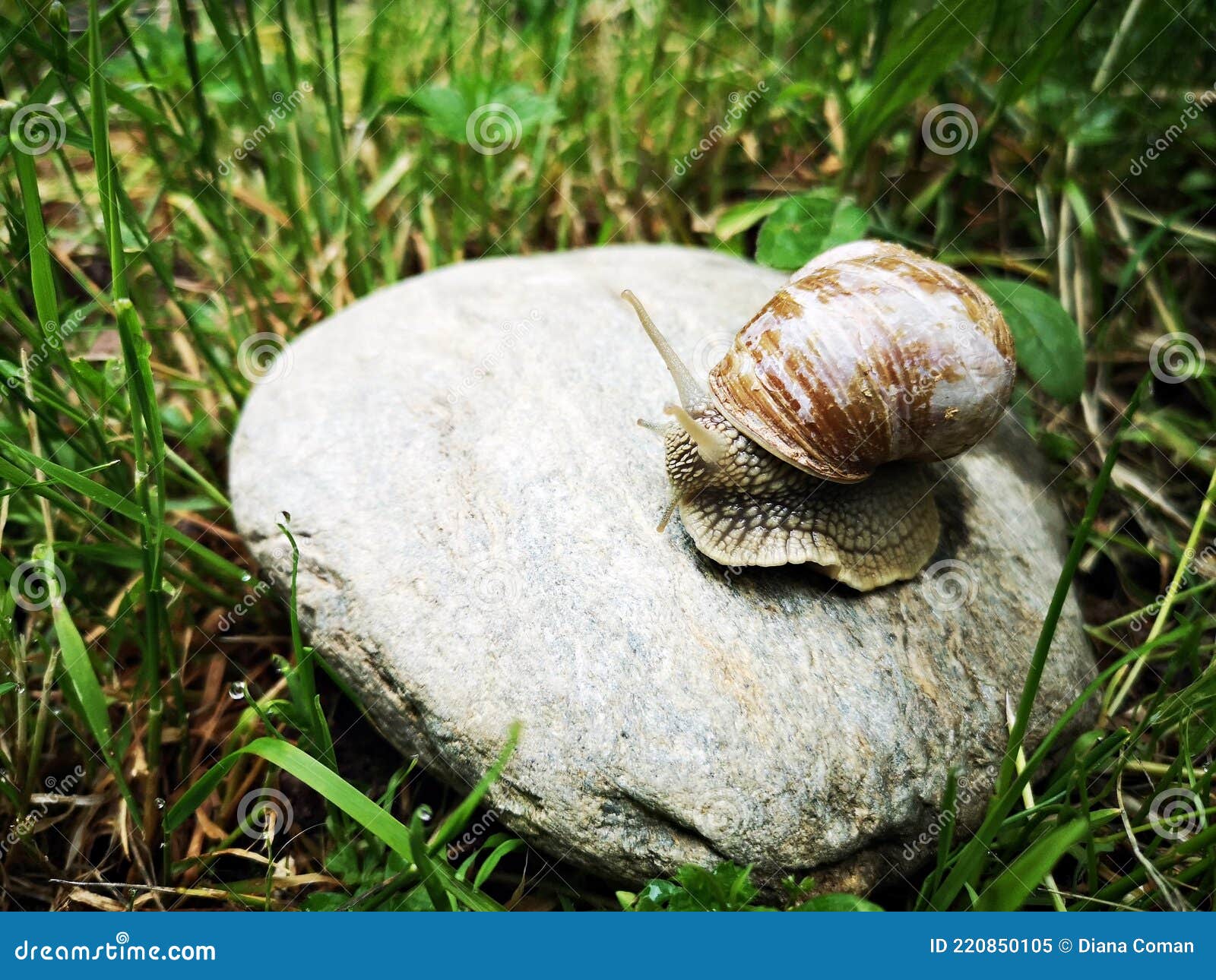 Snail Crawling on the Ground Stock Image - Image of snail, shell: 220850105