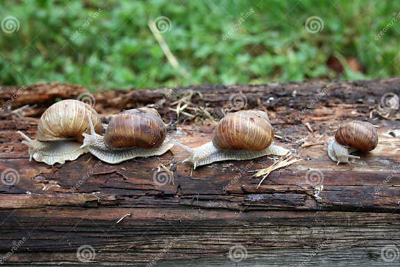 Snails stock photo. Image of animal, skin, group, snail - 54318670