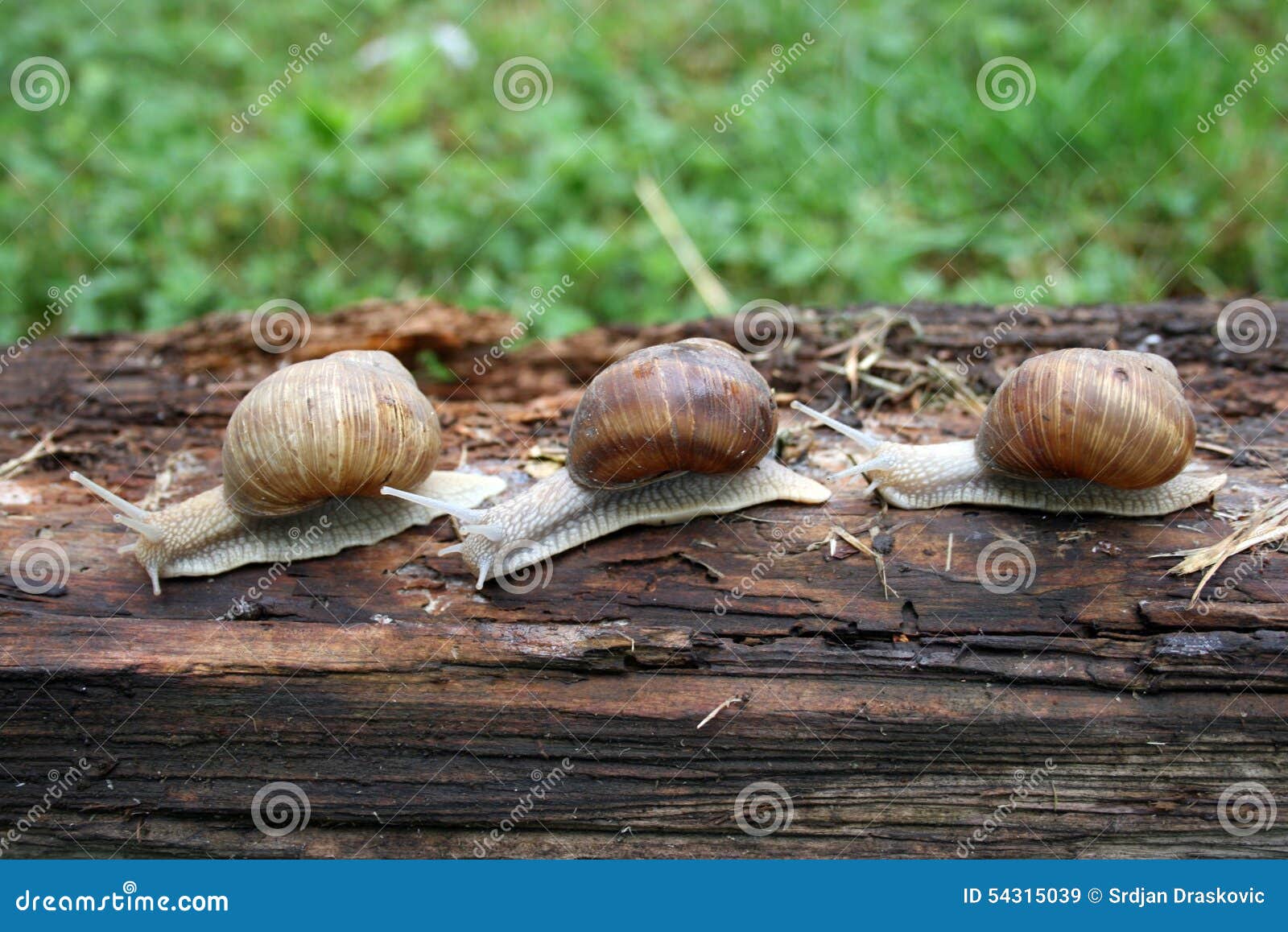 Snails stock image. Image of shell, slow, nature, swirl - 54315039