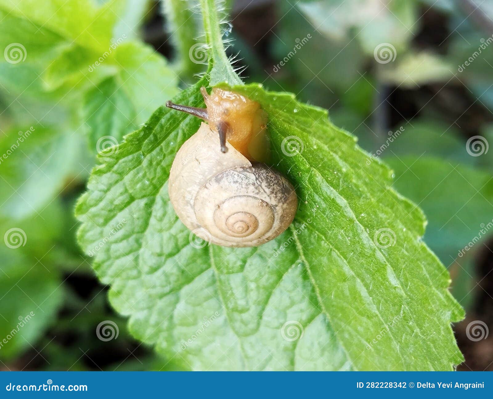 Snails Have a Hard Body Armor and Powerful Called this Kind Cangkang ...