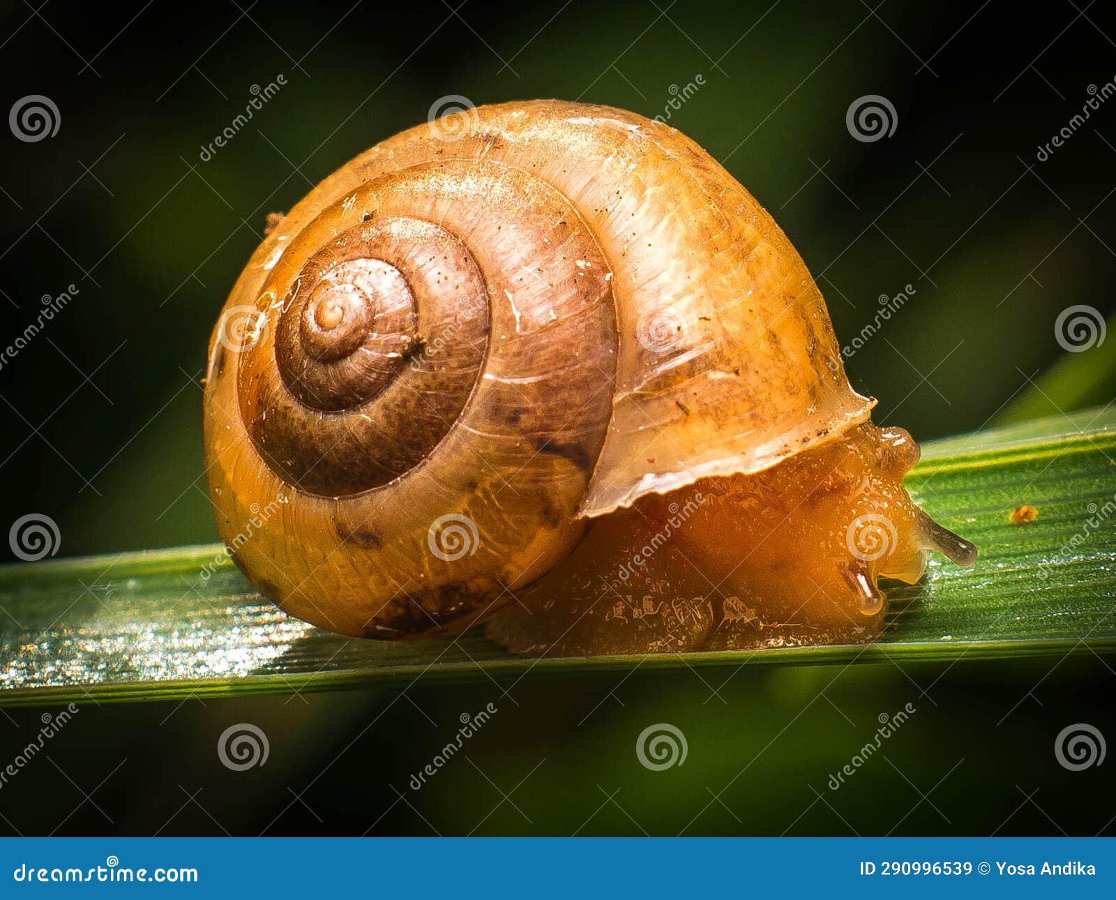 Snails stick to the leaves stock image. Image of vegetable - 290996539