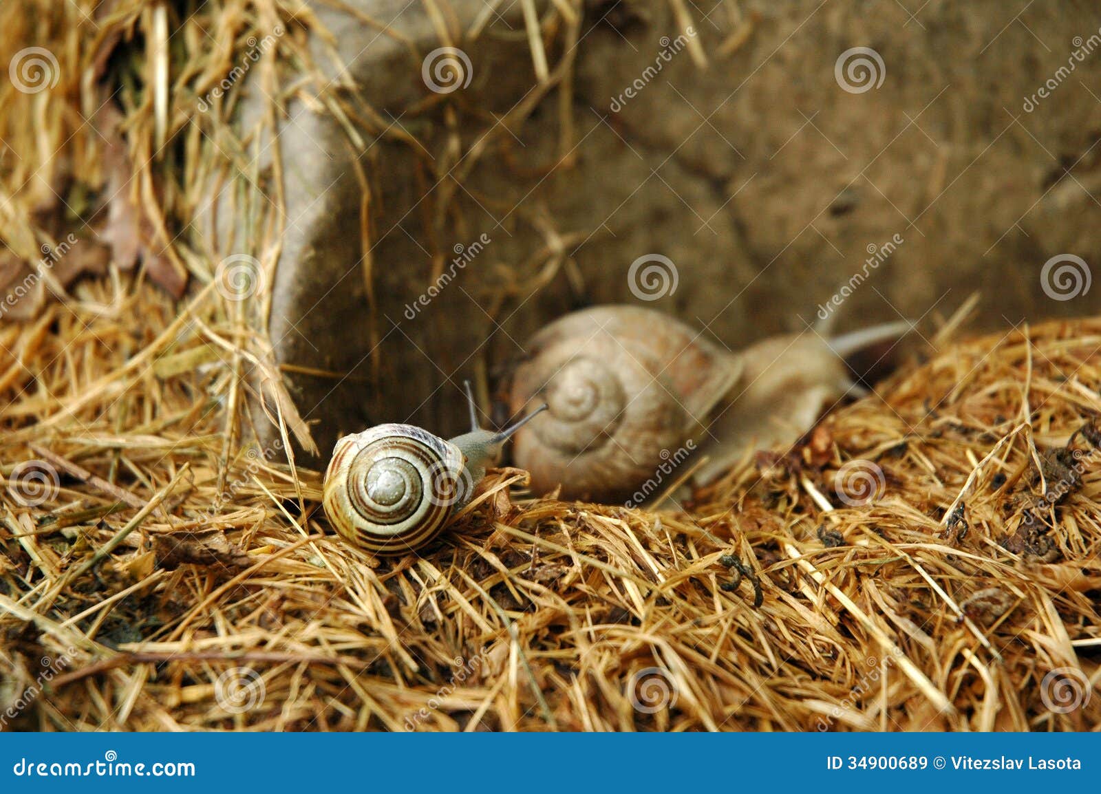 Snails on a hay stock image. Image of brown, feeler, snails - 34900689