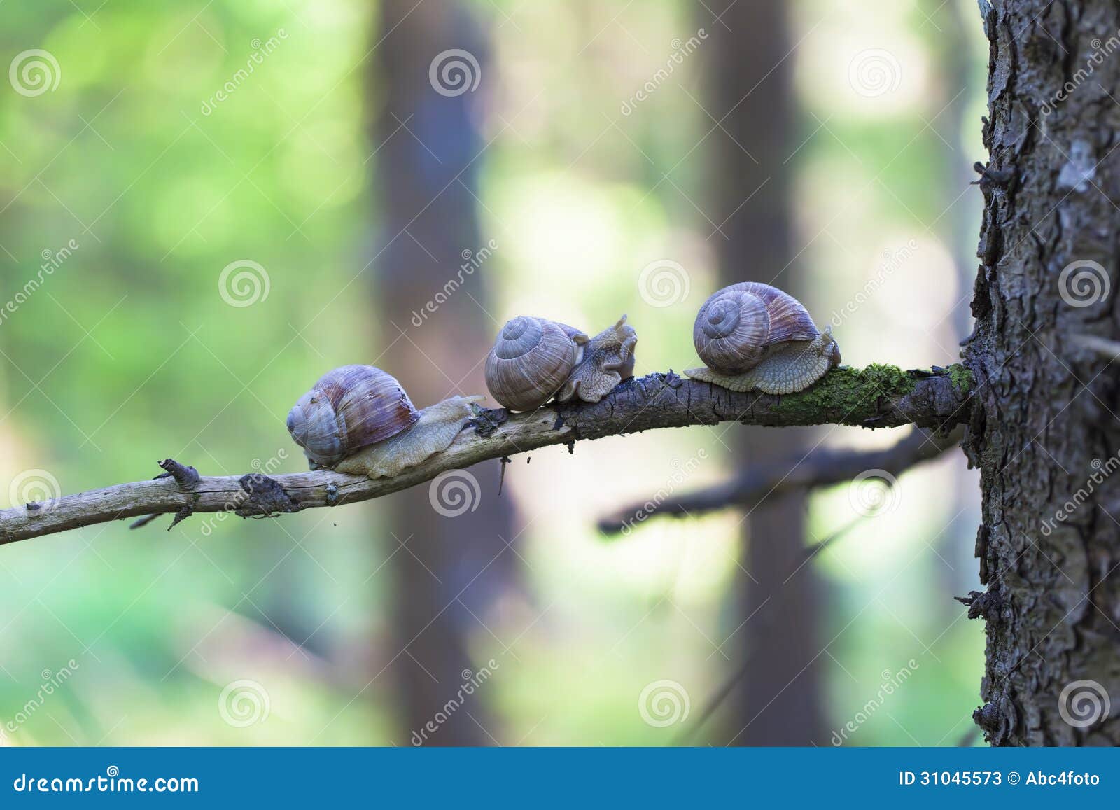 Snails Helix Pomatia in Forest Stock Image - Image of forest, clear ...