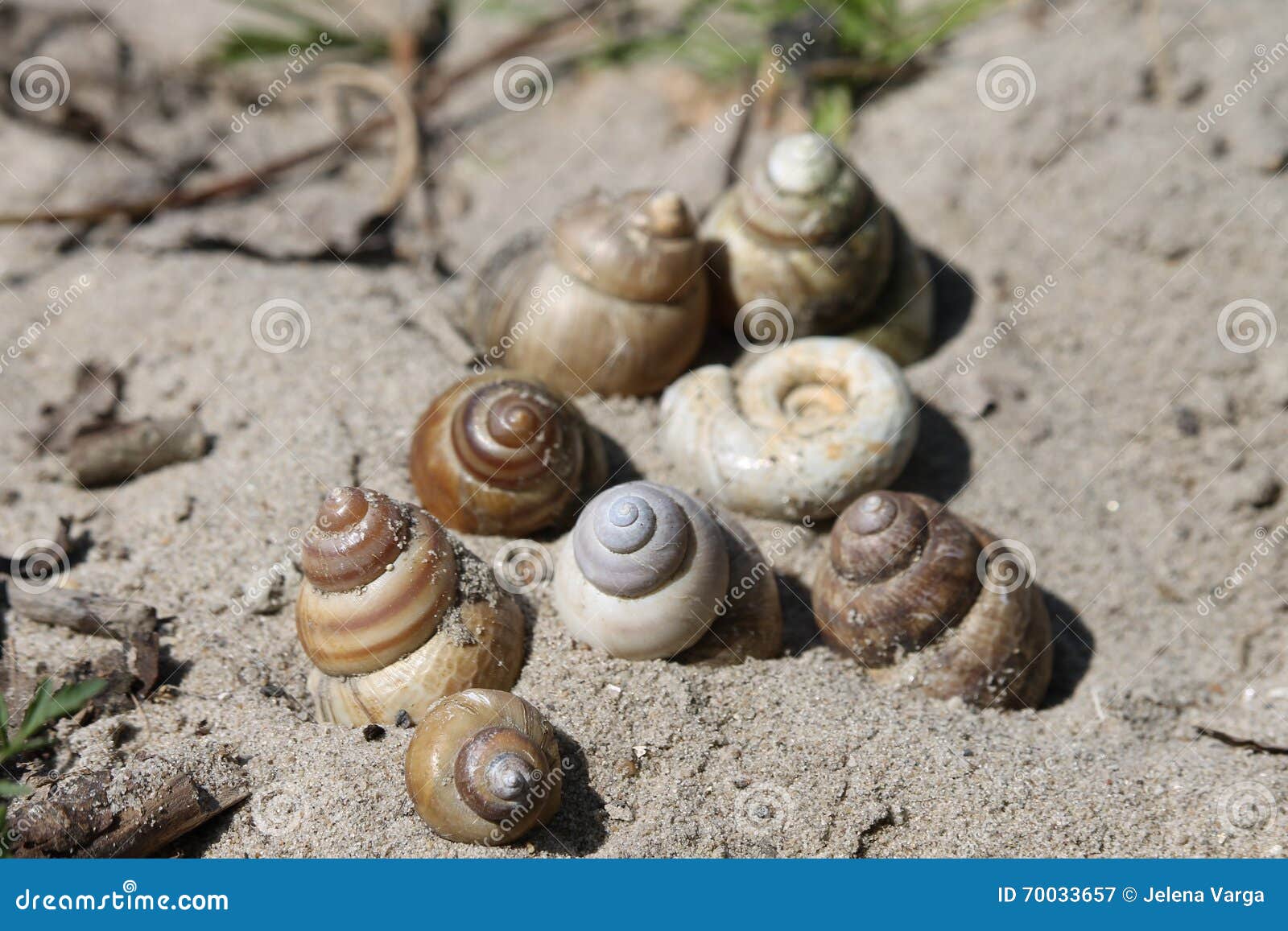 Snails stock image. Image of natural, sand, relaxation - 70033657