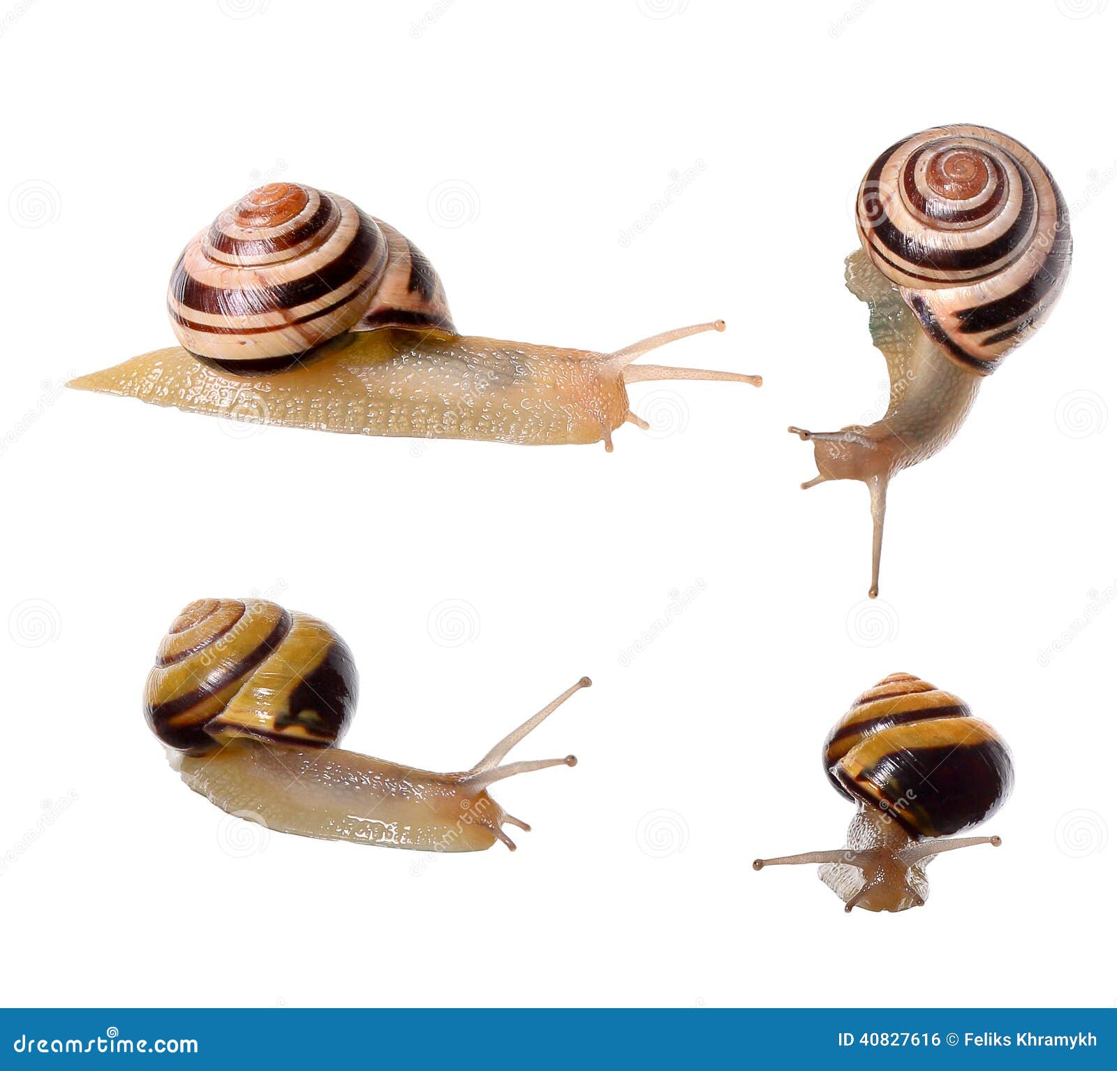 Snails Isolated on White Background Stock Photo - Image of slow, motion ...