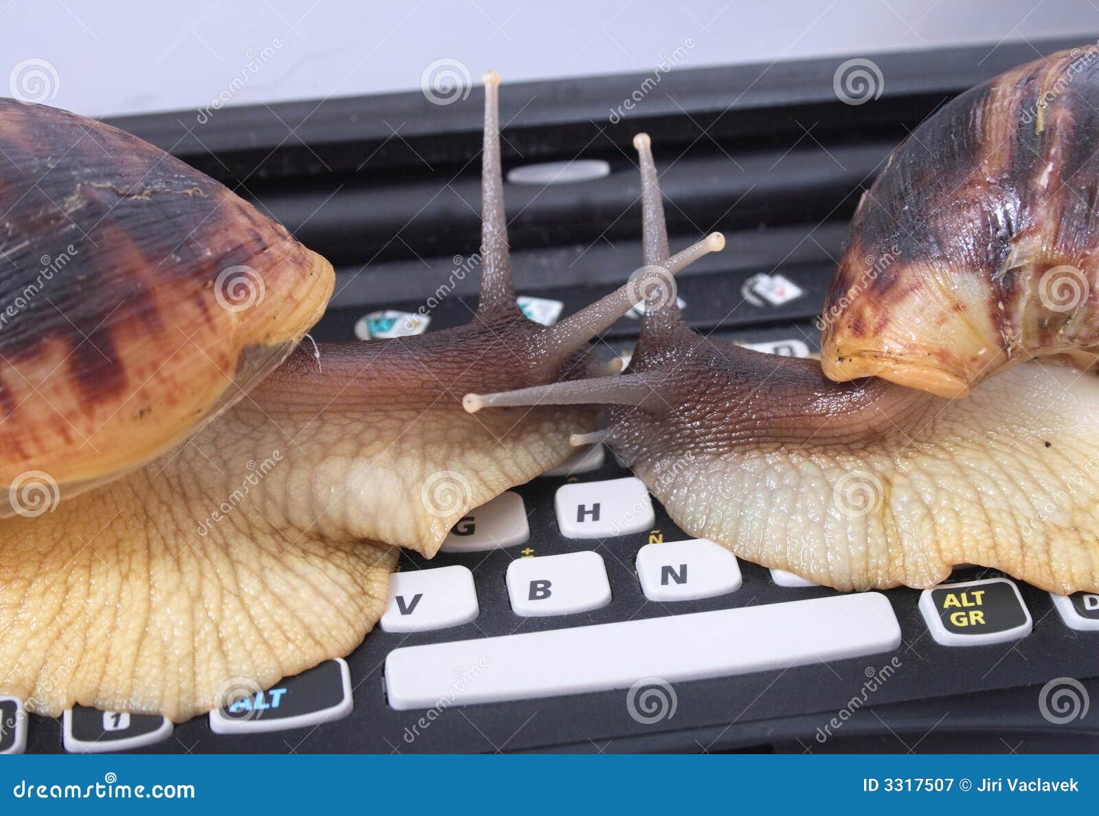 Snails And Keyboard Picture. Image: 3317507