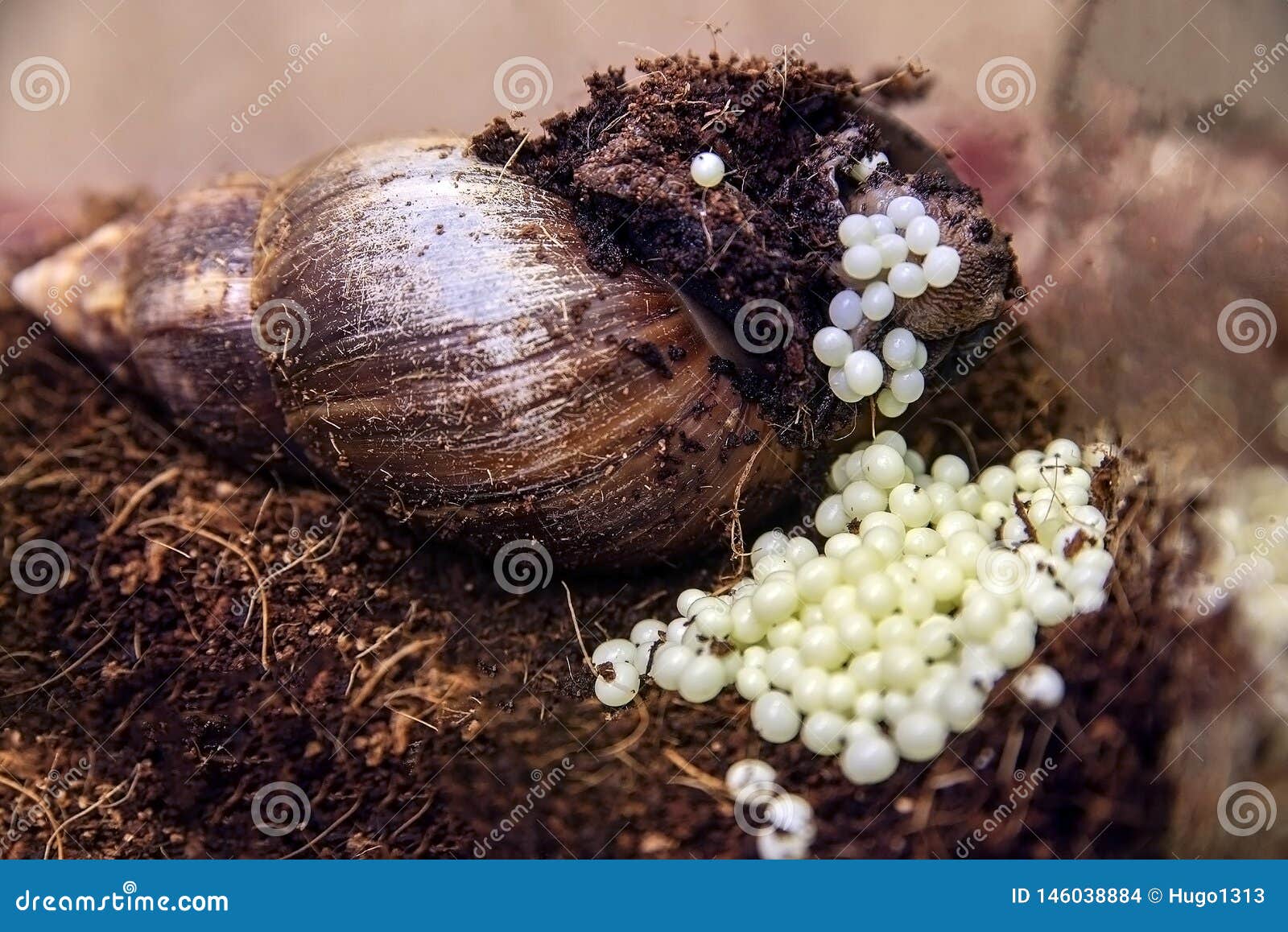 Snails Lay Eggs In Rice Fields. Family Of African Snails Achatina Near ...