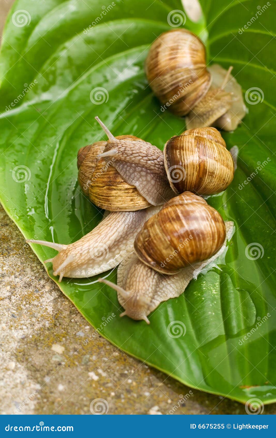 Snails on leaf stock image. Image of slug, green, body - 6675255