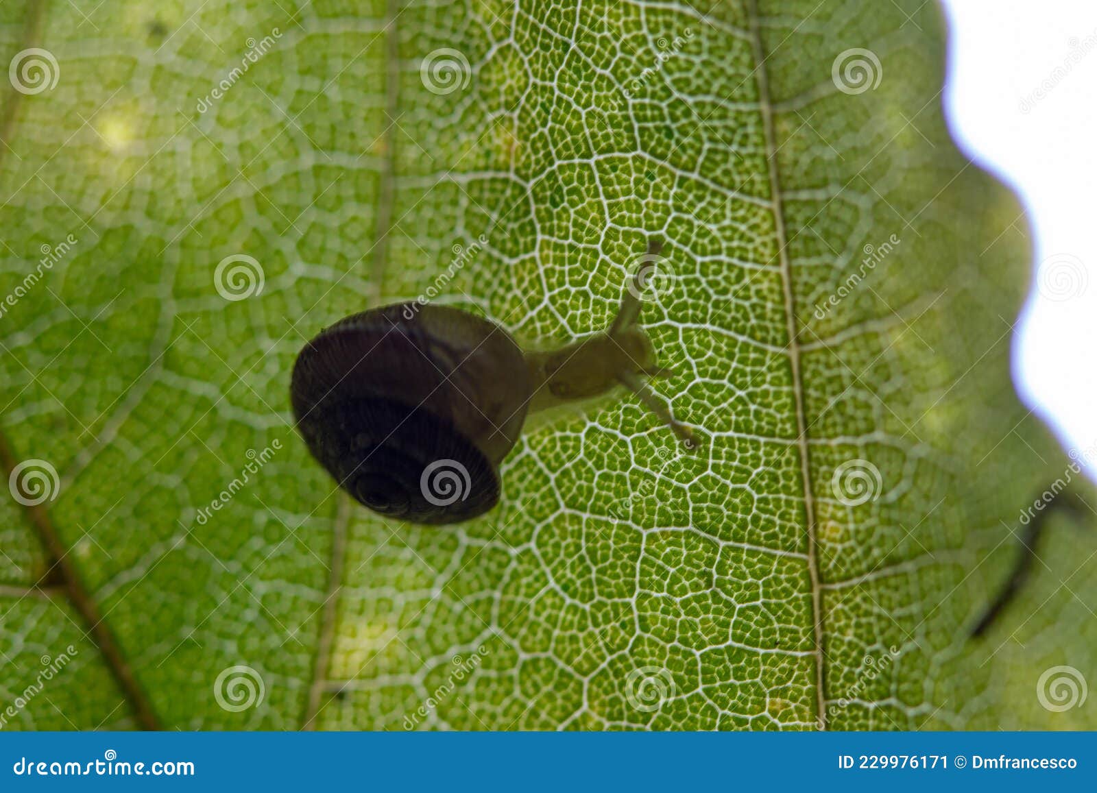 Snails on Leaves in Autumn Under the Microscope Stock Image - Image of ...
