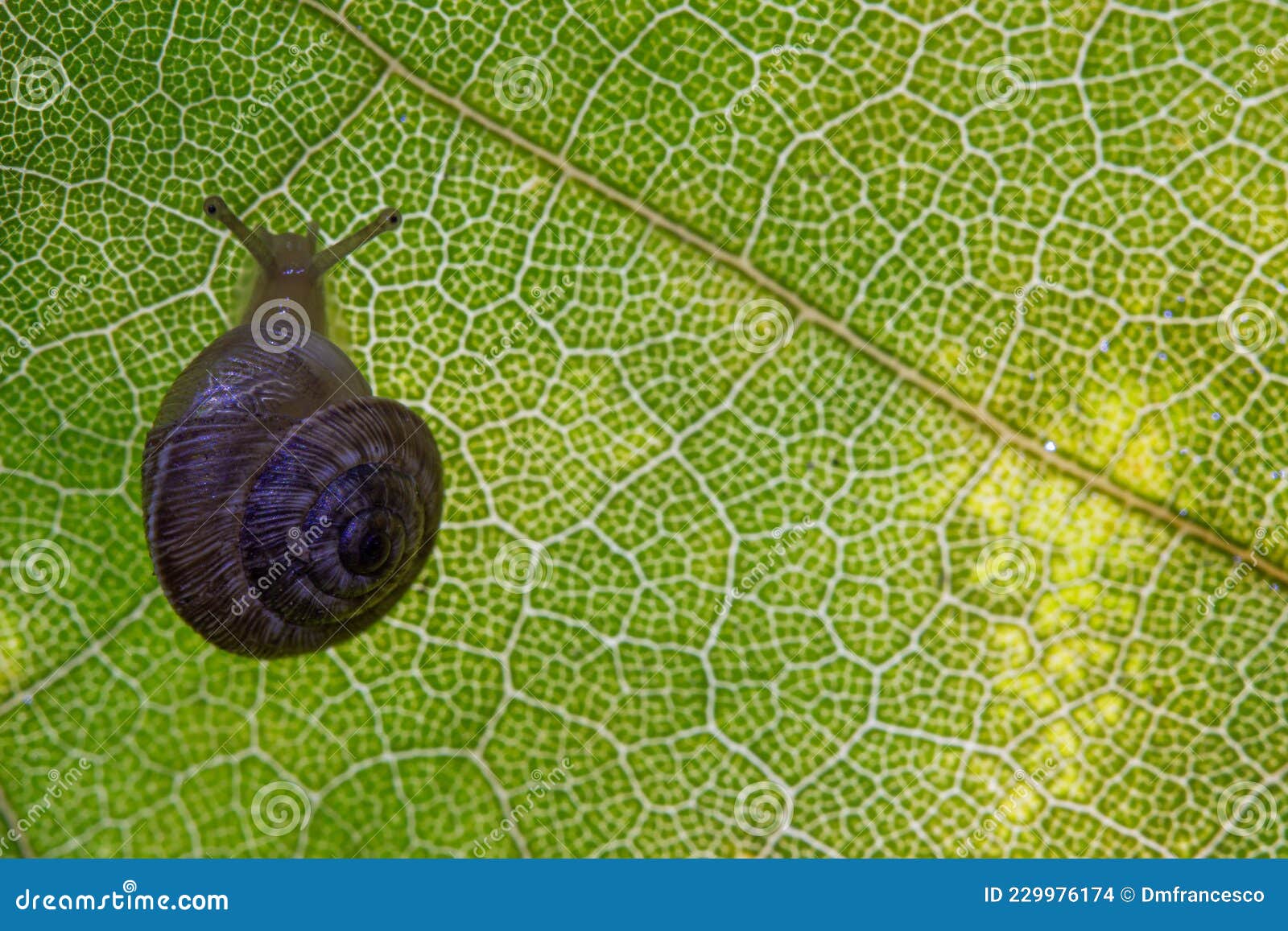 Snails on Leaves in Autumn Under the Microscope Stock Photo - Image of ...