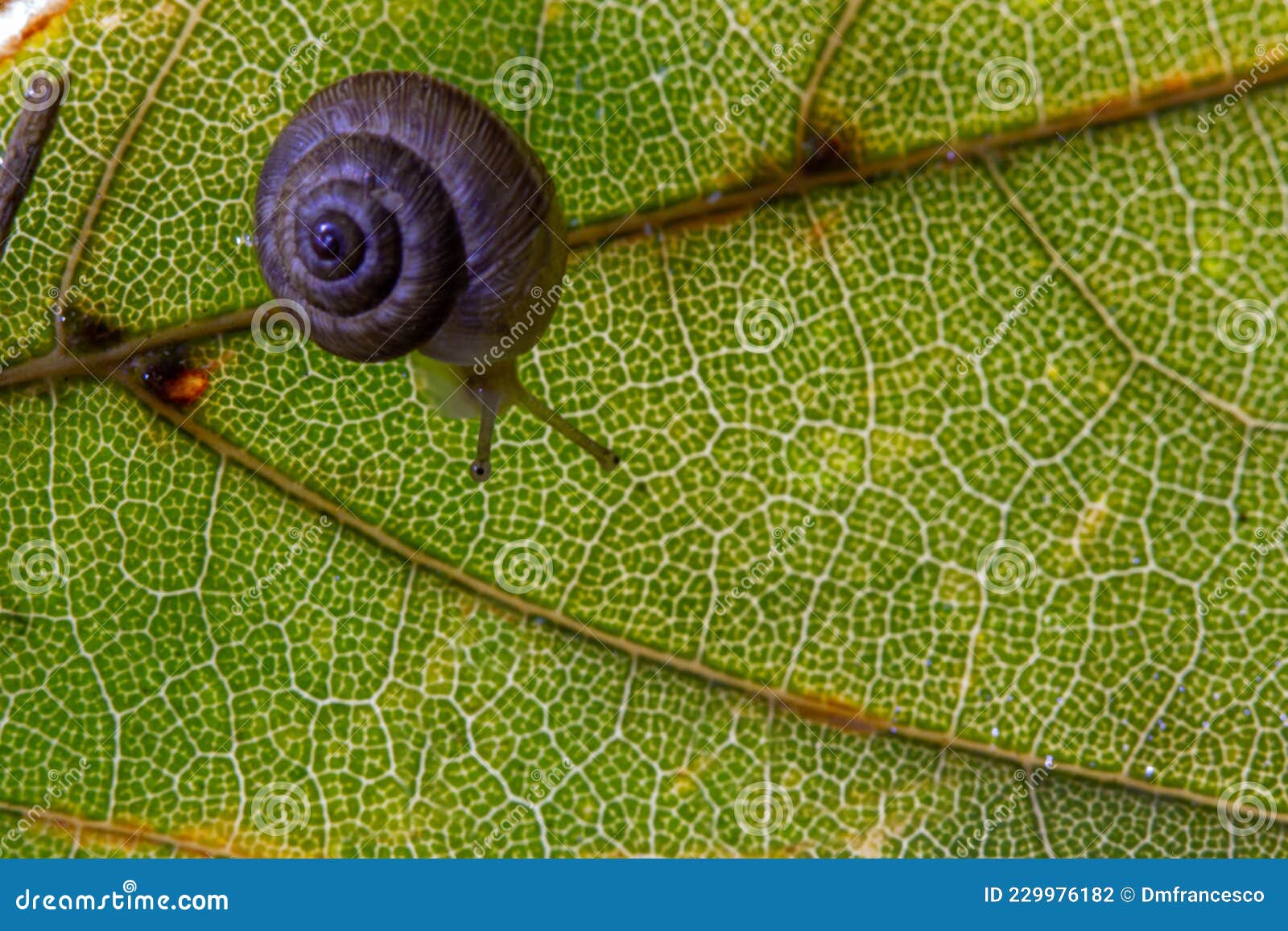 Snails on Leaves in Autumn Under the Microscope Stock Photo - Image of ...