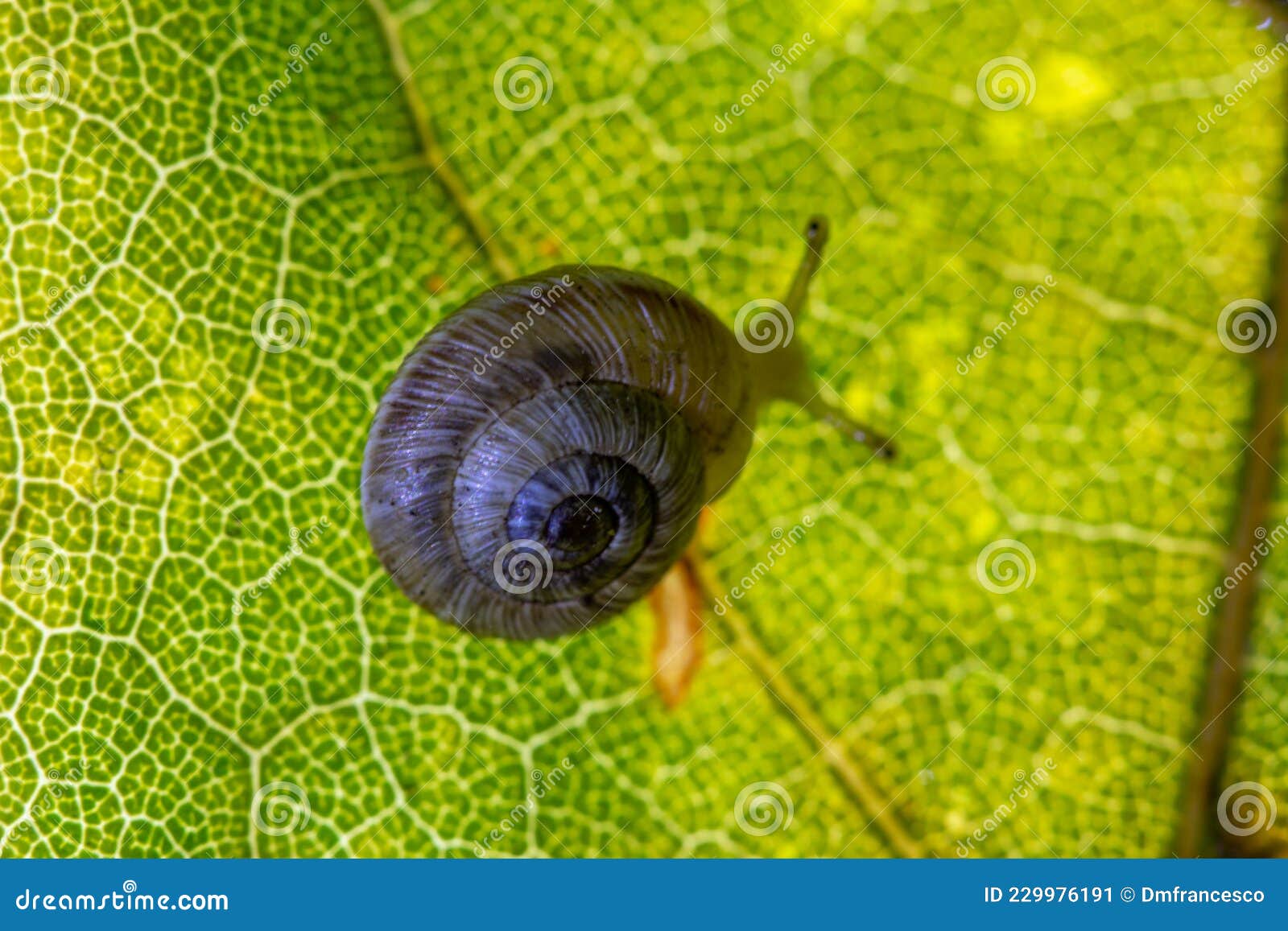 Snails on Leaves in Autumn Under the Microscope Stock Image - Image of ...