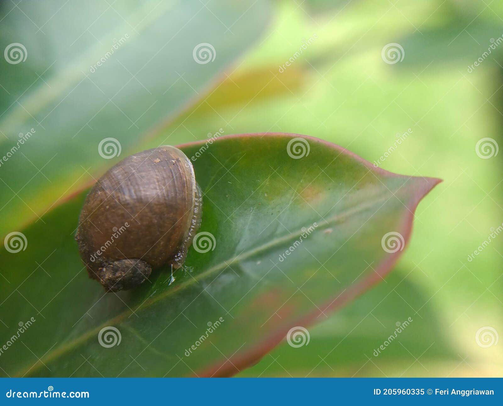 Snails on leaves stock image. Image of snails, nature - 205960335