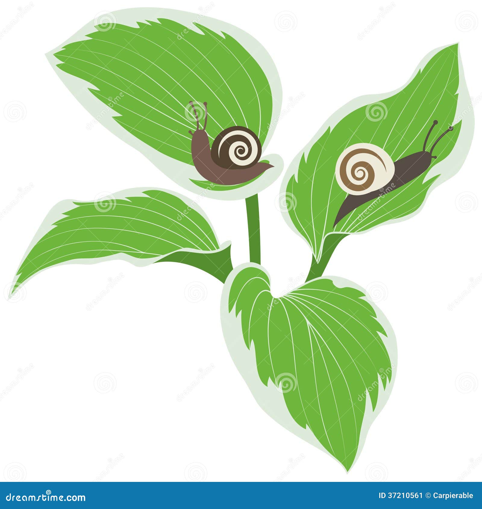 Hosta Cartoons, Illustrations & Vector Stock Images - 2098 Pictures to ...
