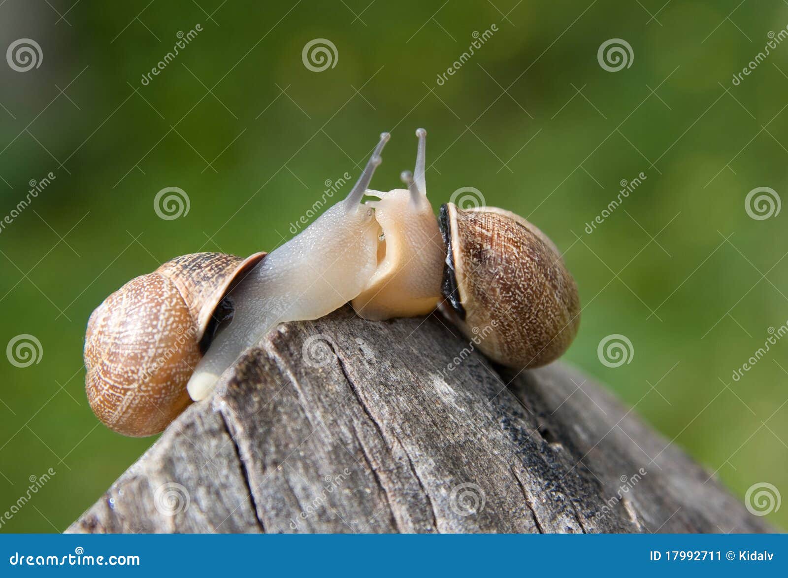 Snails in love stock image. Image of cute, nature, feeling - 17992711