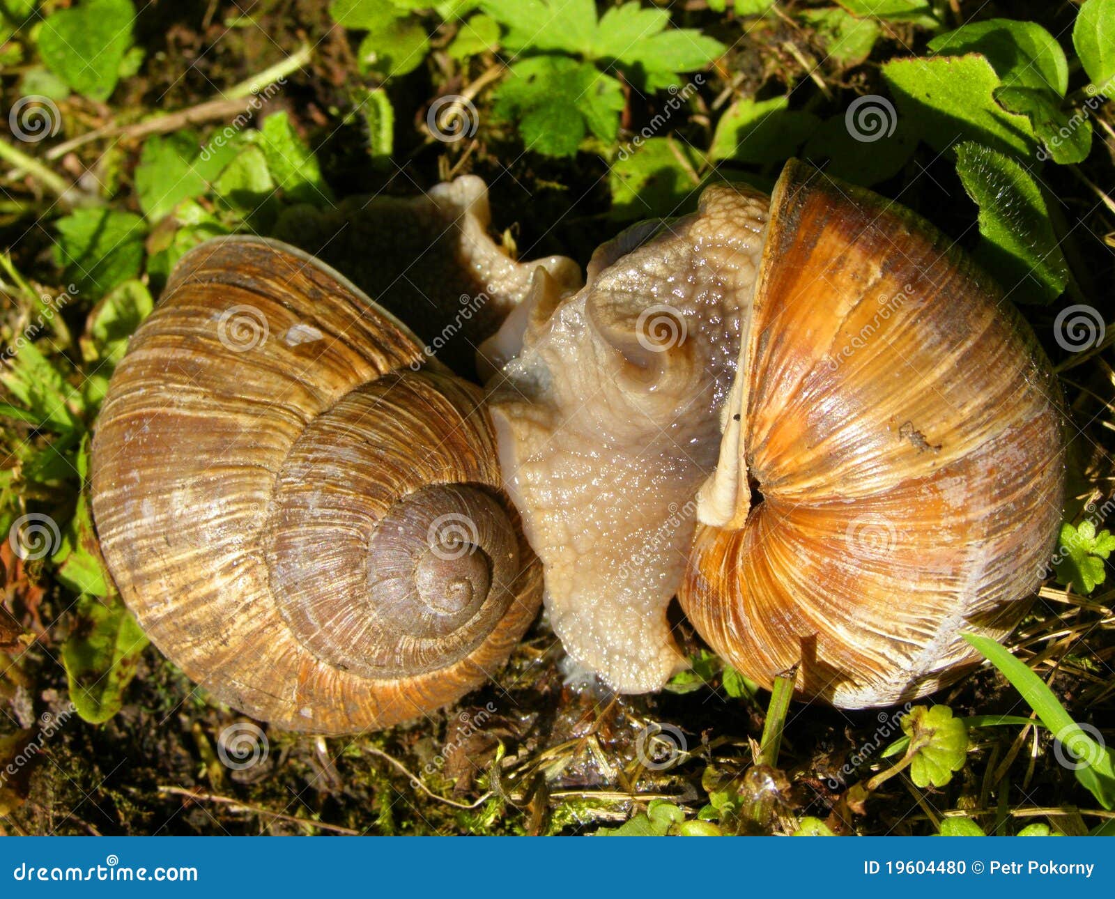 Snails in love stock photo. Image of beautiful, extraordinary - 19604480