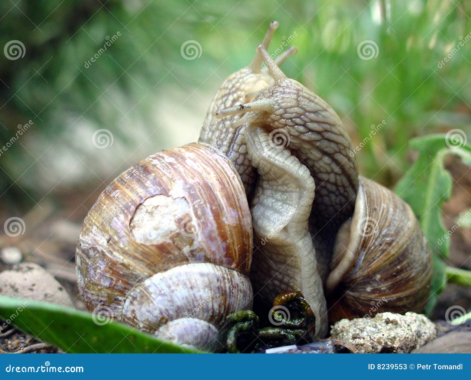 Snails love stock image. Image of nature, shell, connection - 8239553