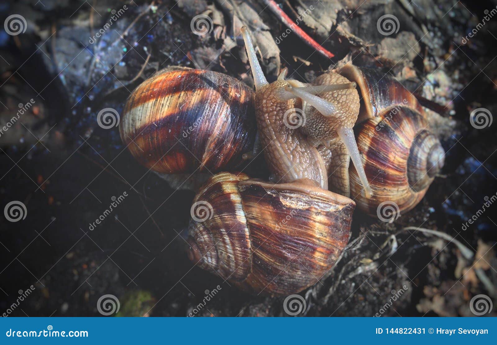 Two Snails In Love Kiss With Their Antennae. Large Achatina Snails On ...