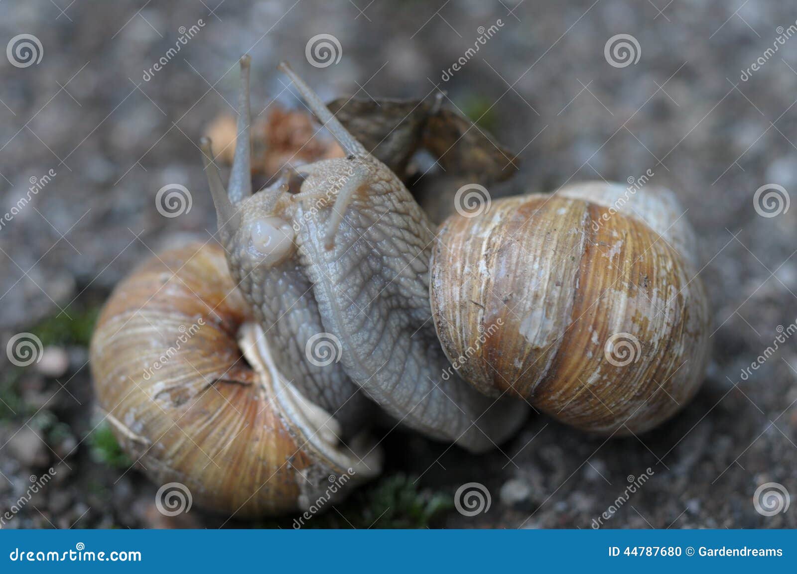 Snails kiss stock photo. Image of close, shell, making - 44787680