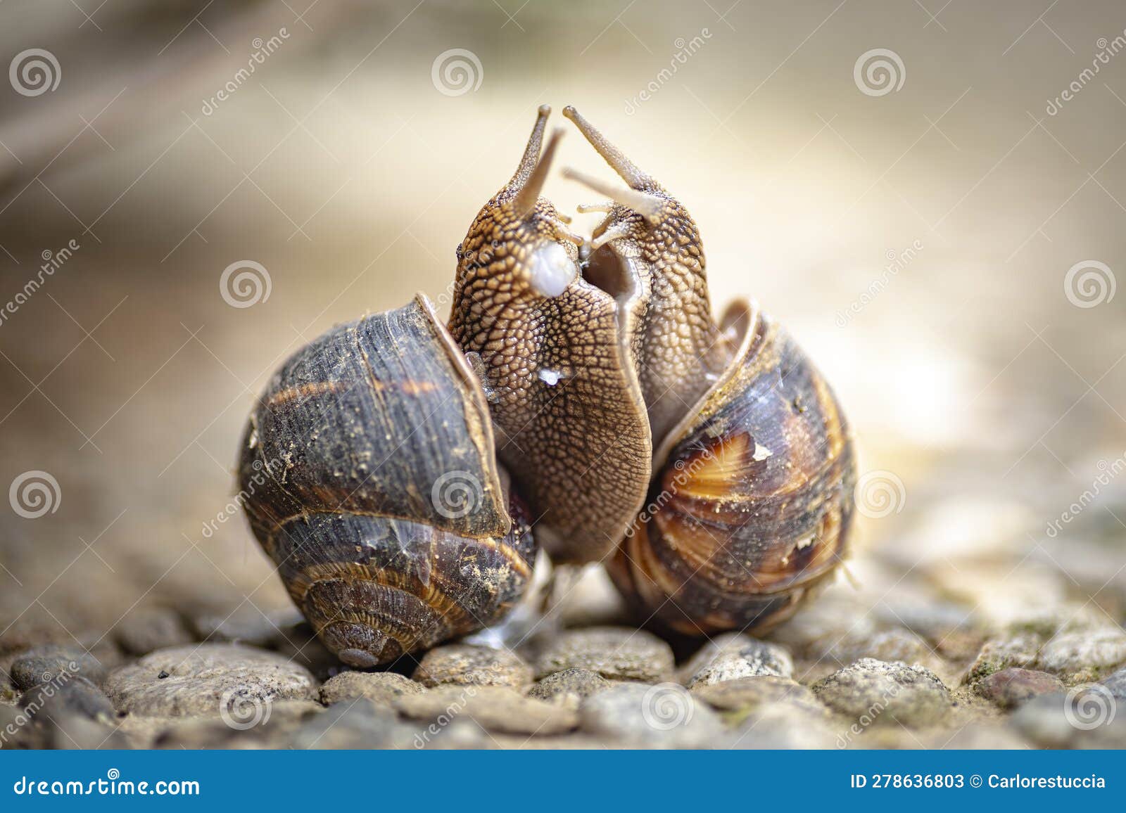 Snails Mating On The Ground Close Up Shallow Depth Of Field Stock