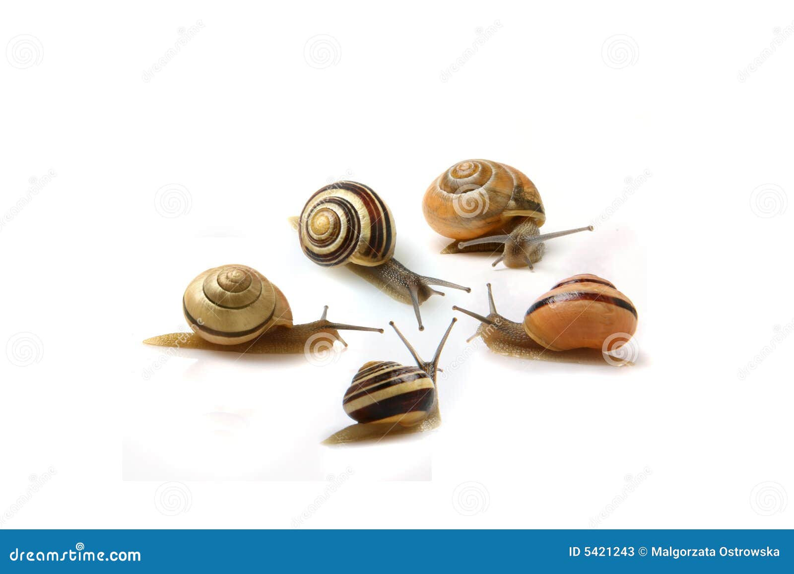 Meeting Of Two Snails Isolated On White Background, Concept Of Kissing ...