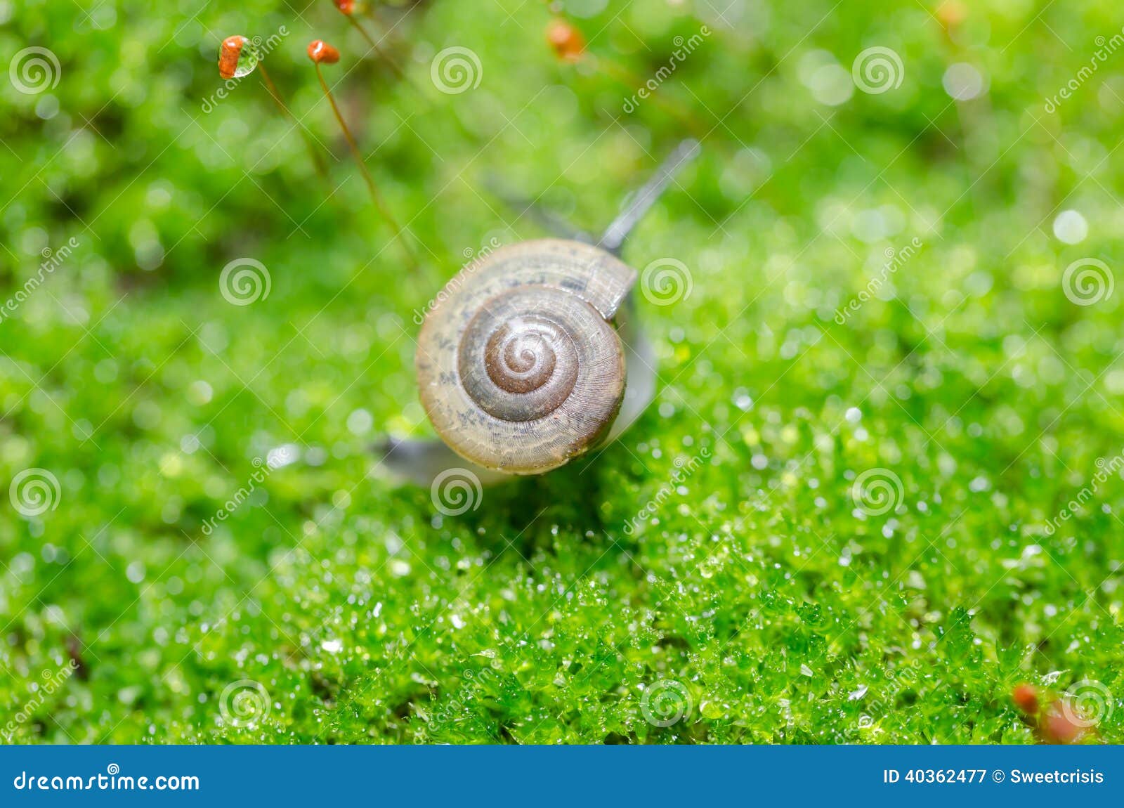 Snails and moss stock image. Image of plant, macro, nature - 40362477