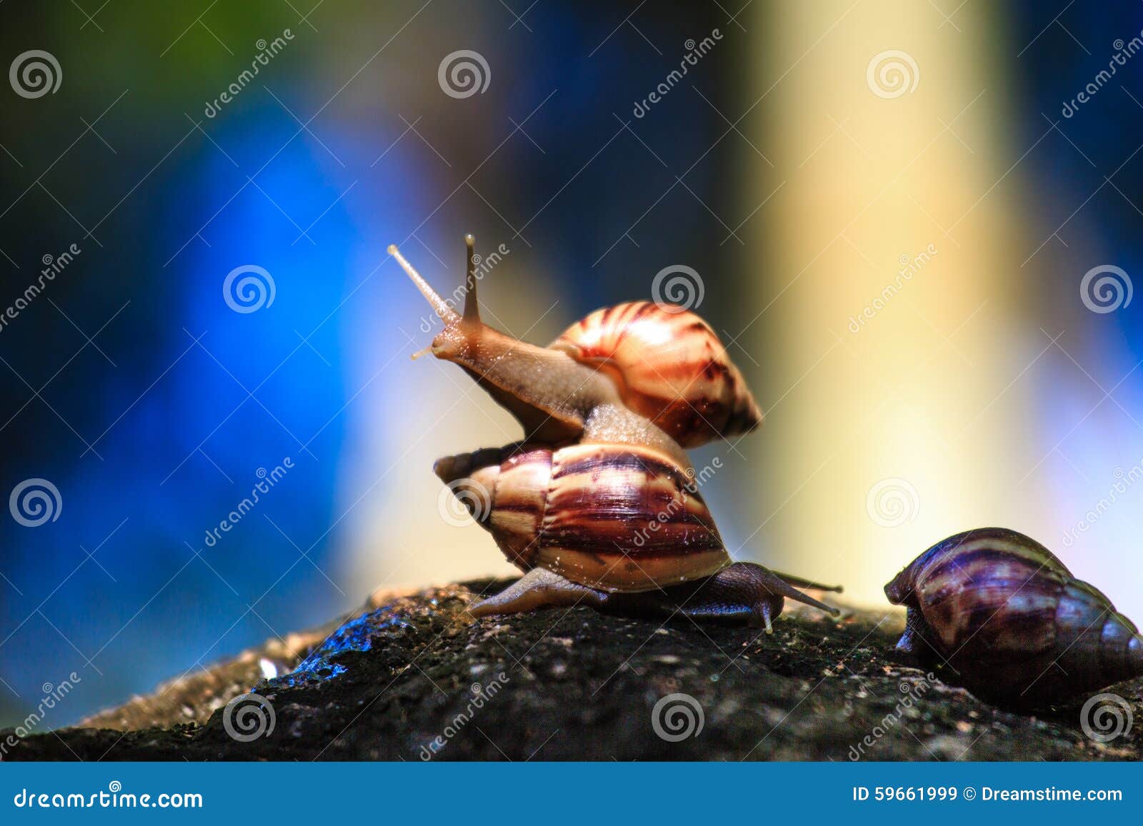 Snails in nature stock image. Image of bright, natural - 59661999