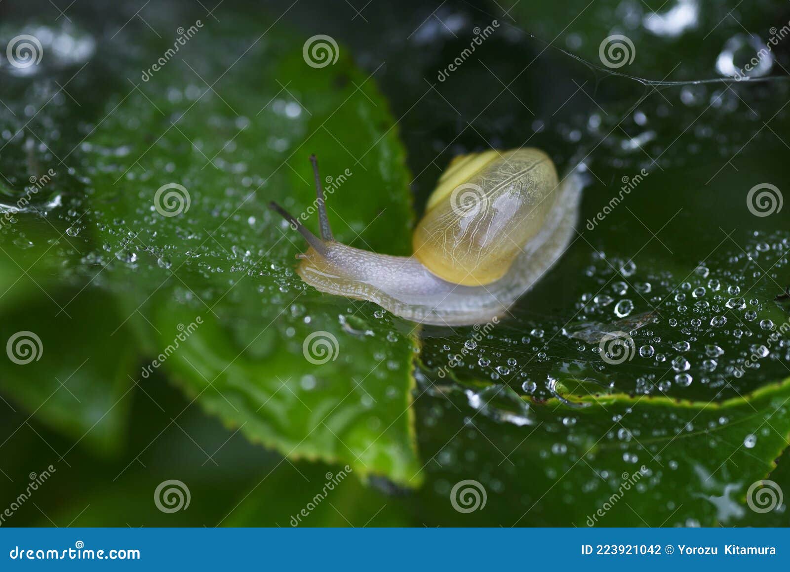 Snails stock photo. Image of edible, close, wildlife - 223921042