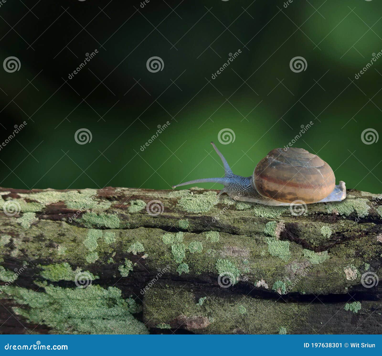 Snails on Old Wood and Moss in Rainy Season Stock Image - Image of ...