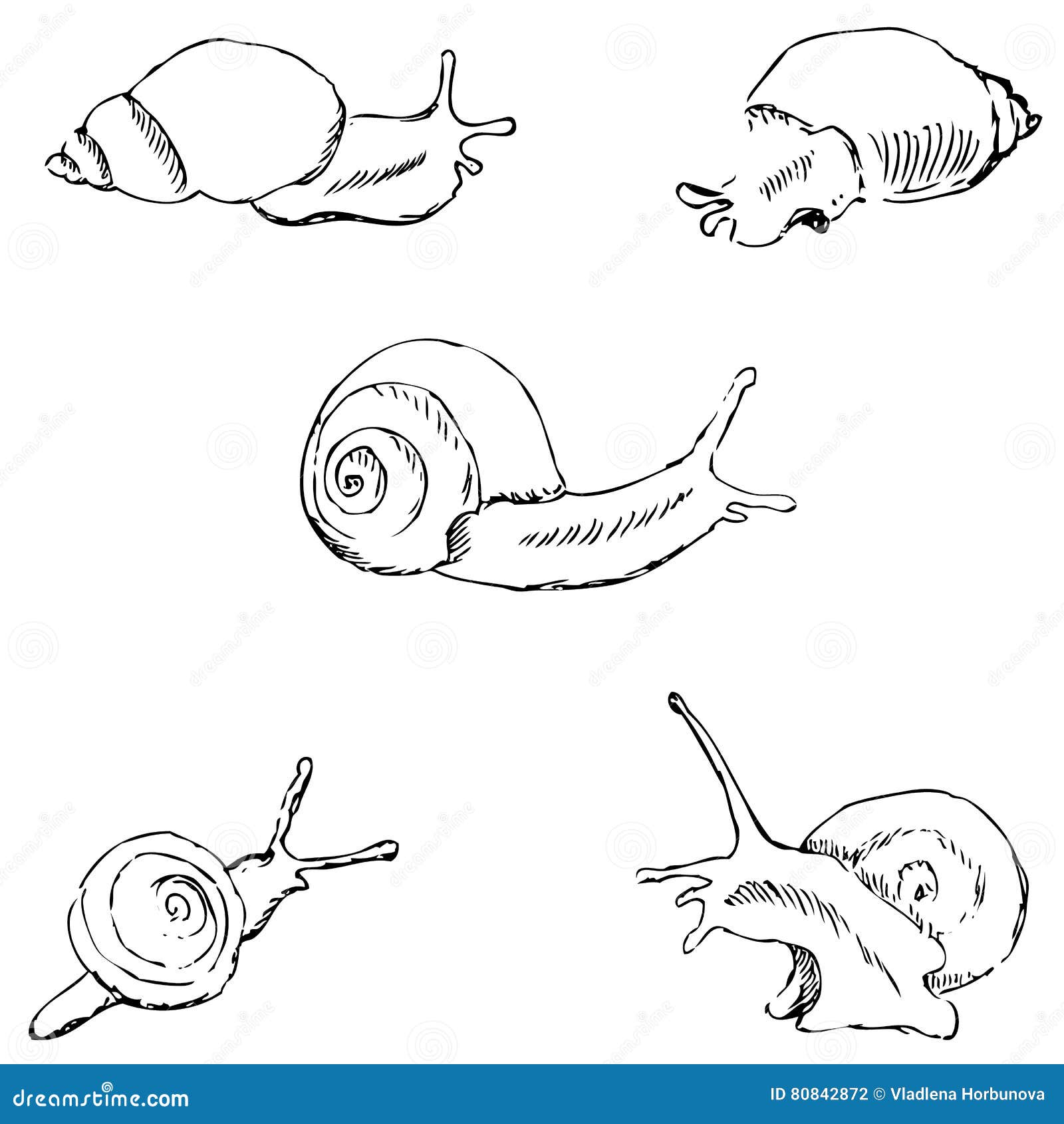 Snails. Pencil Sketch by Hand Stock Vector - Illustration of helix ...