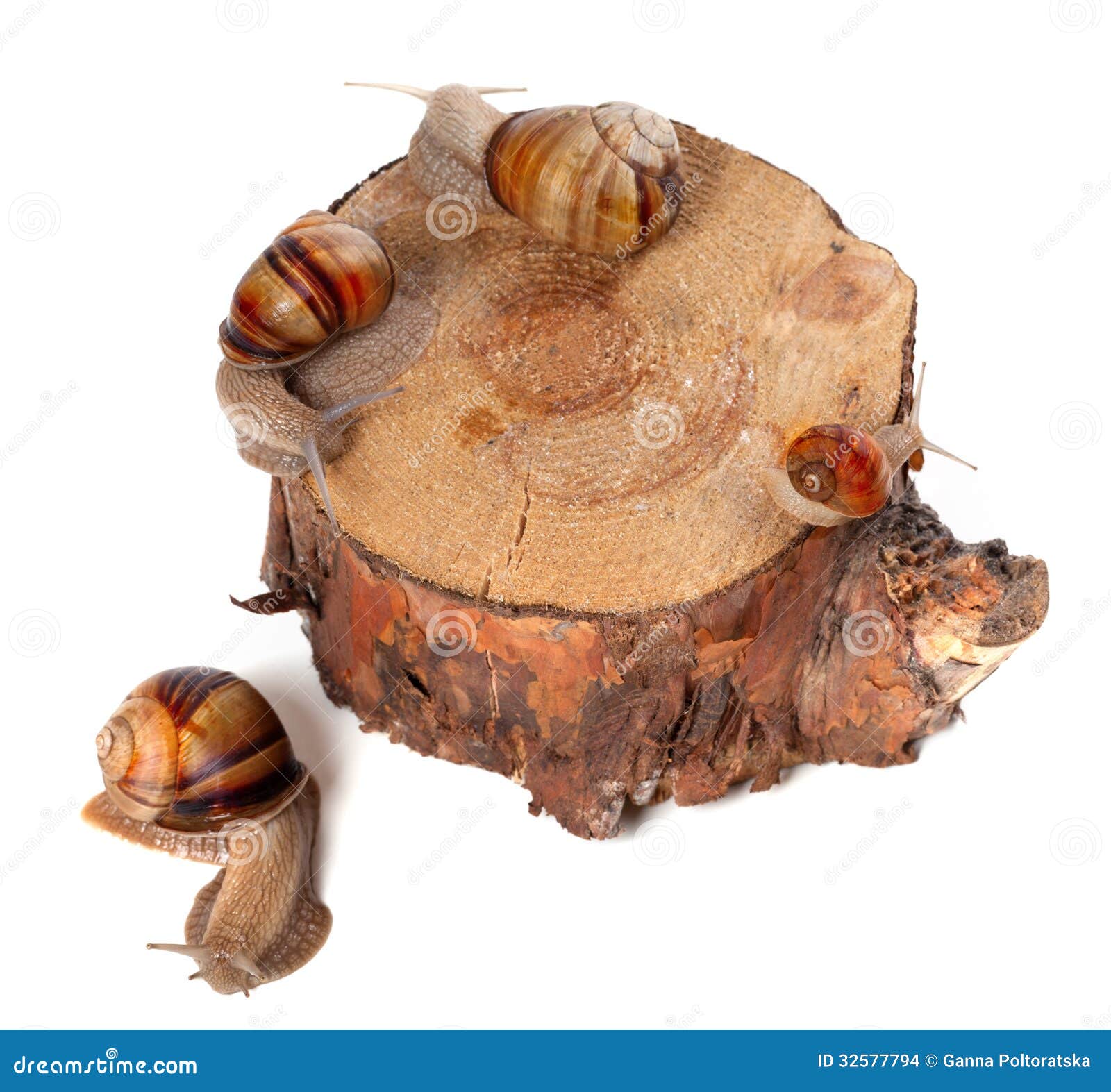 Snails on Pine-tree Stump. Top View. Stock Photo - Image of burgundy ...