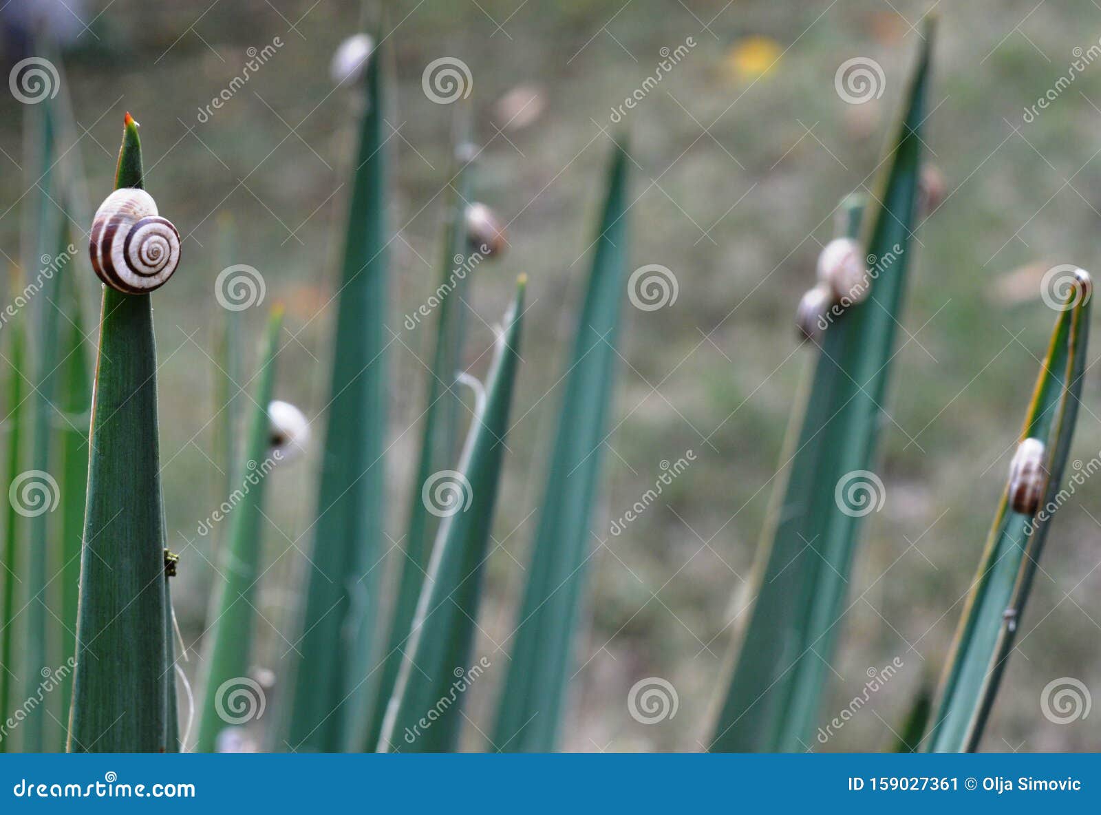 Snails on the plant stock image. Image of lots, snails - 159027361
