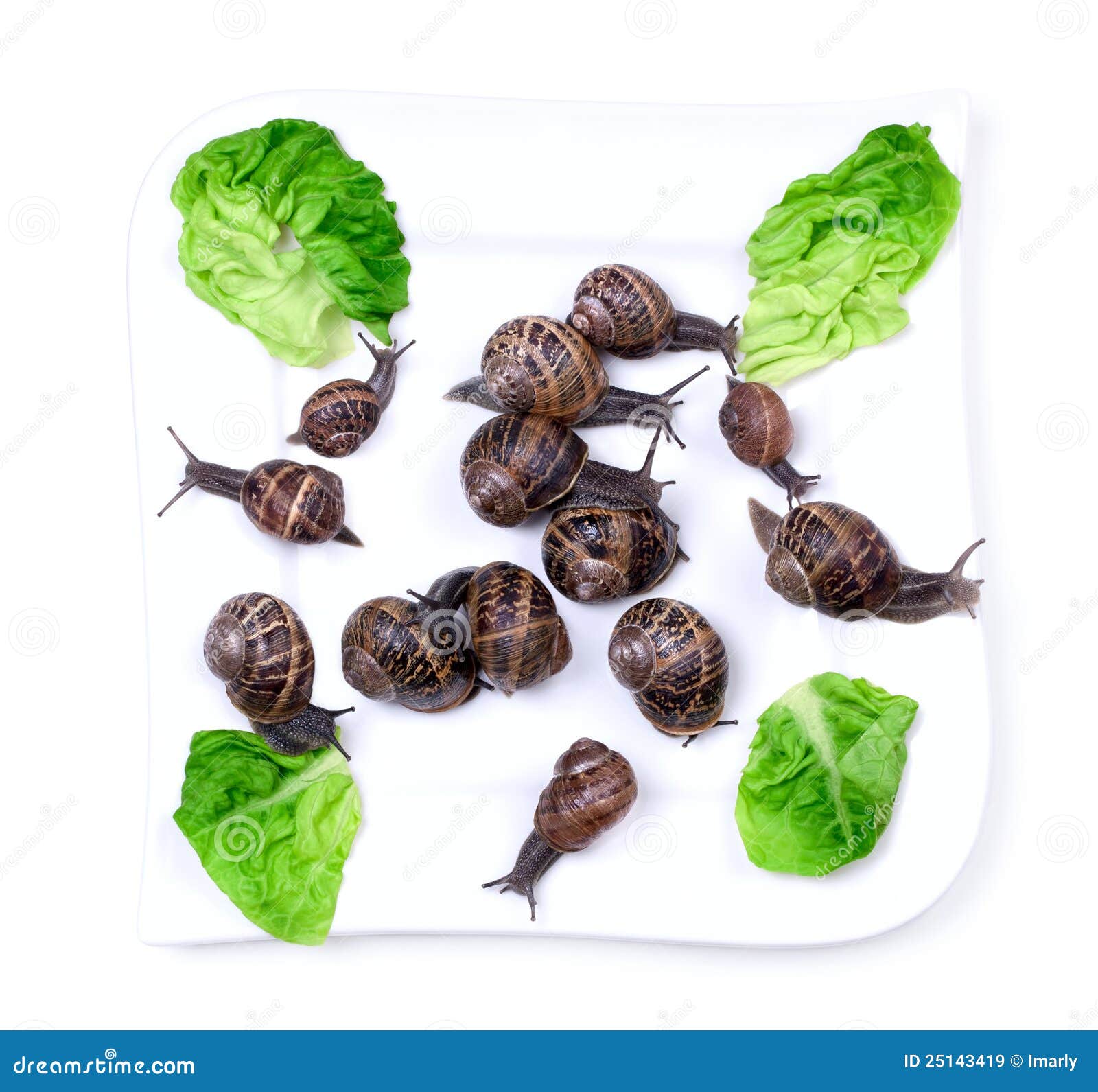 Snails on plate stock image. Image of animal, cuisine - 25143419