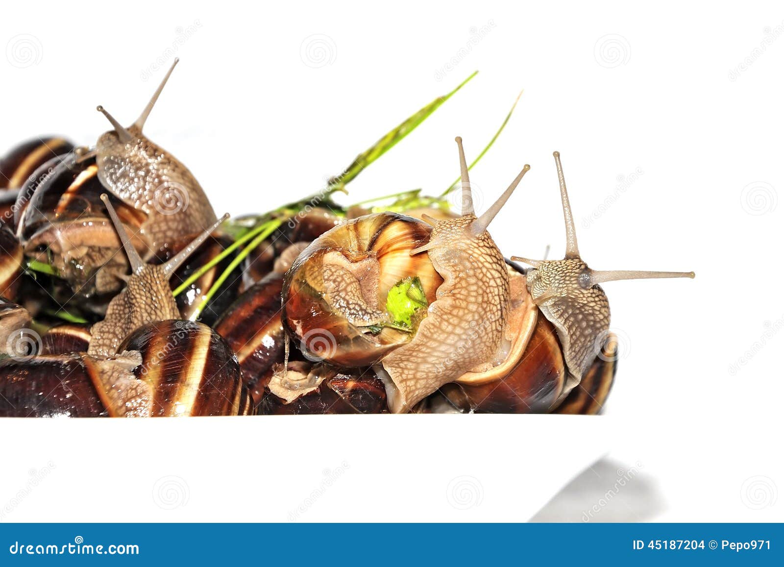 Snails on plate stock photo. Image of gastropod, chef - 45187204